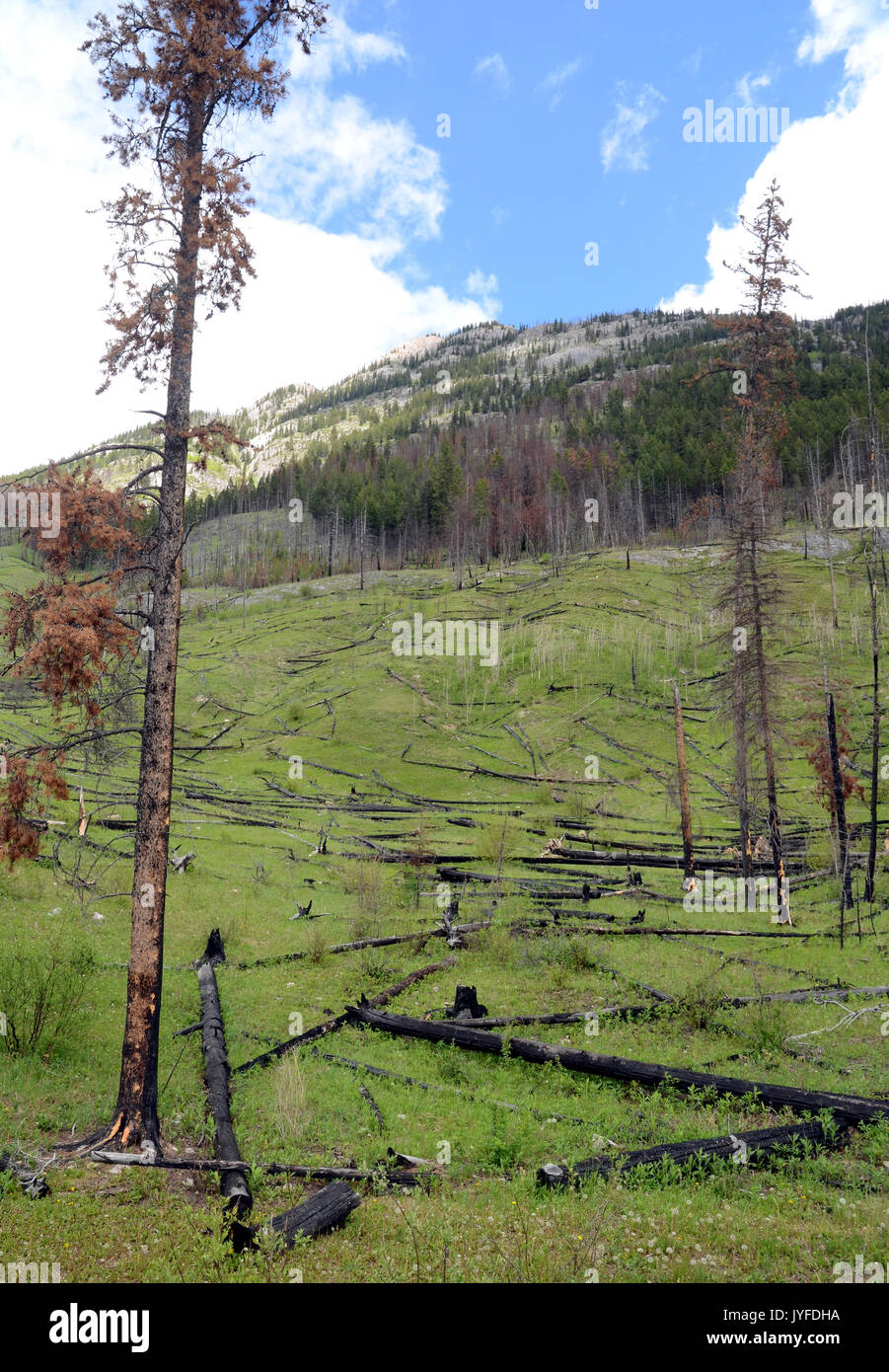 Fire damaged trees hi-res stock photography and images - Alamy