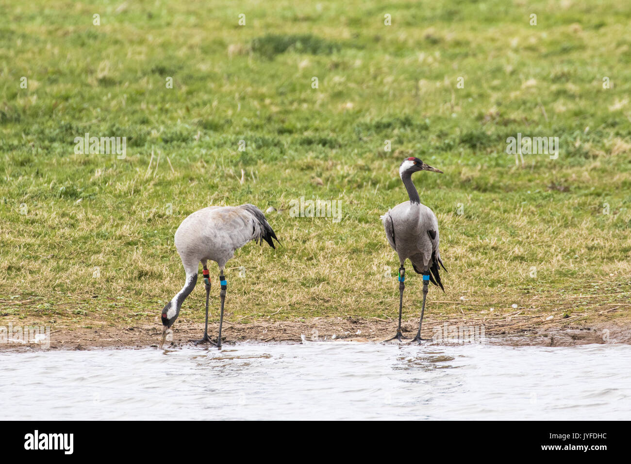 Two Cranes, Slimbridge Stock Photo - Alamy