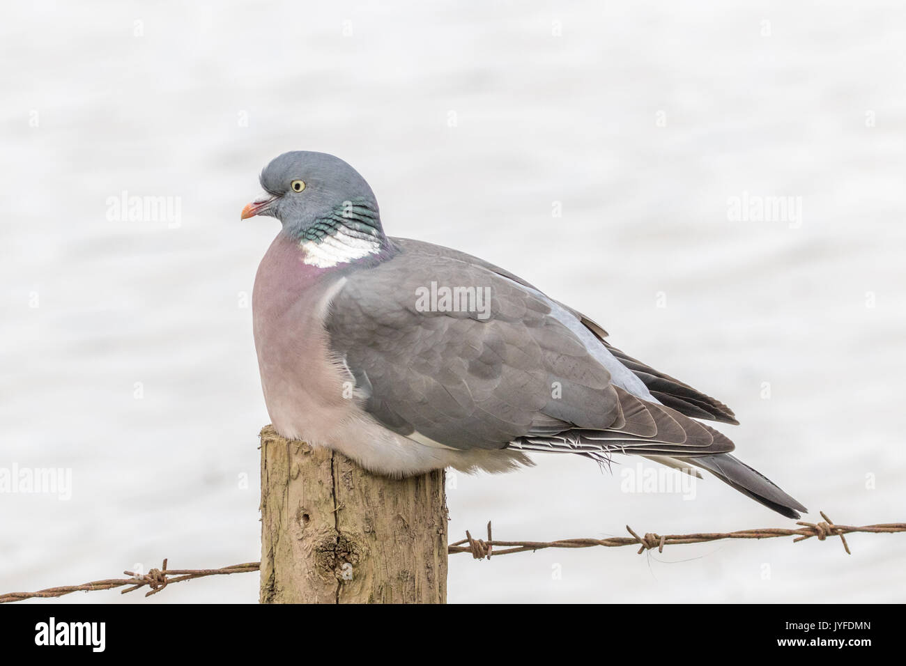 Pigeon on barded wire post Stock Photo - Alamy