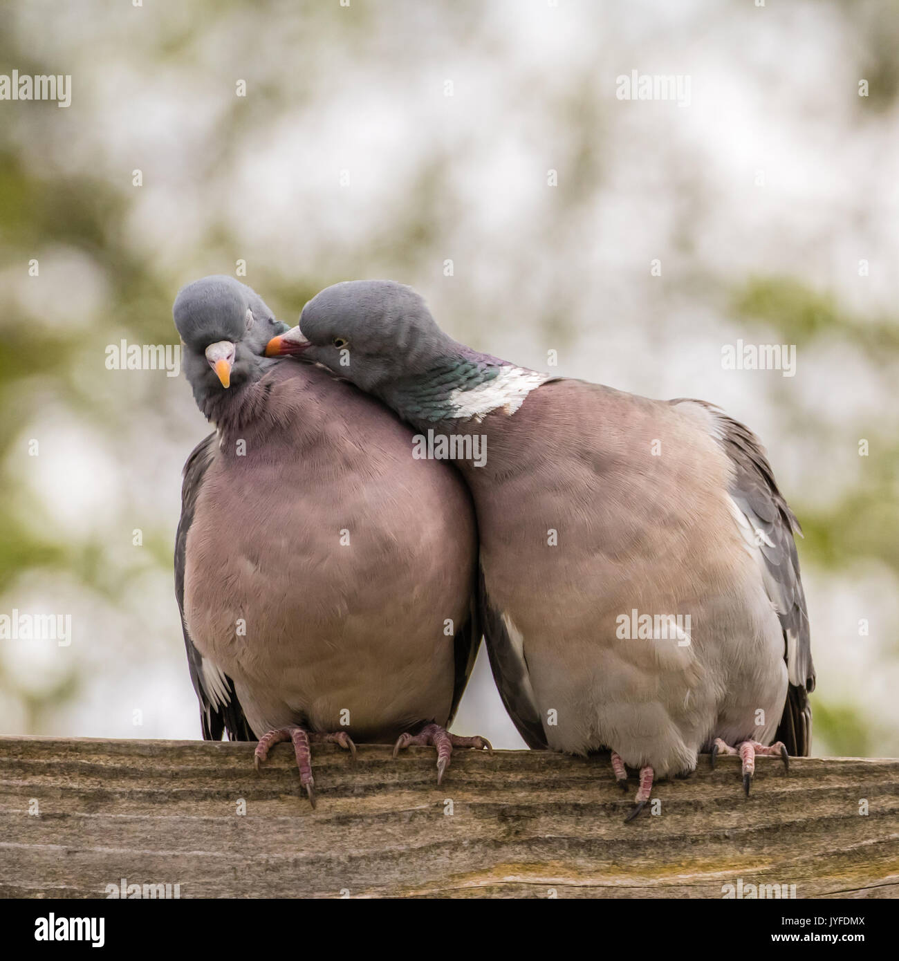 Cuddling pigeons hi-res stock photography and images - Alamy