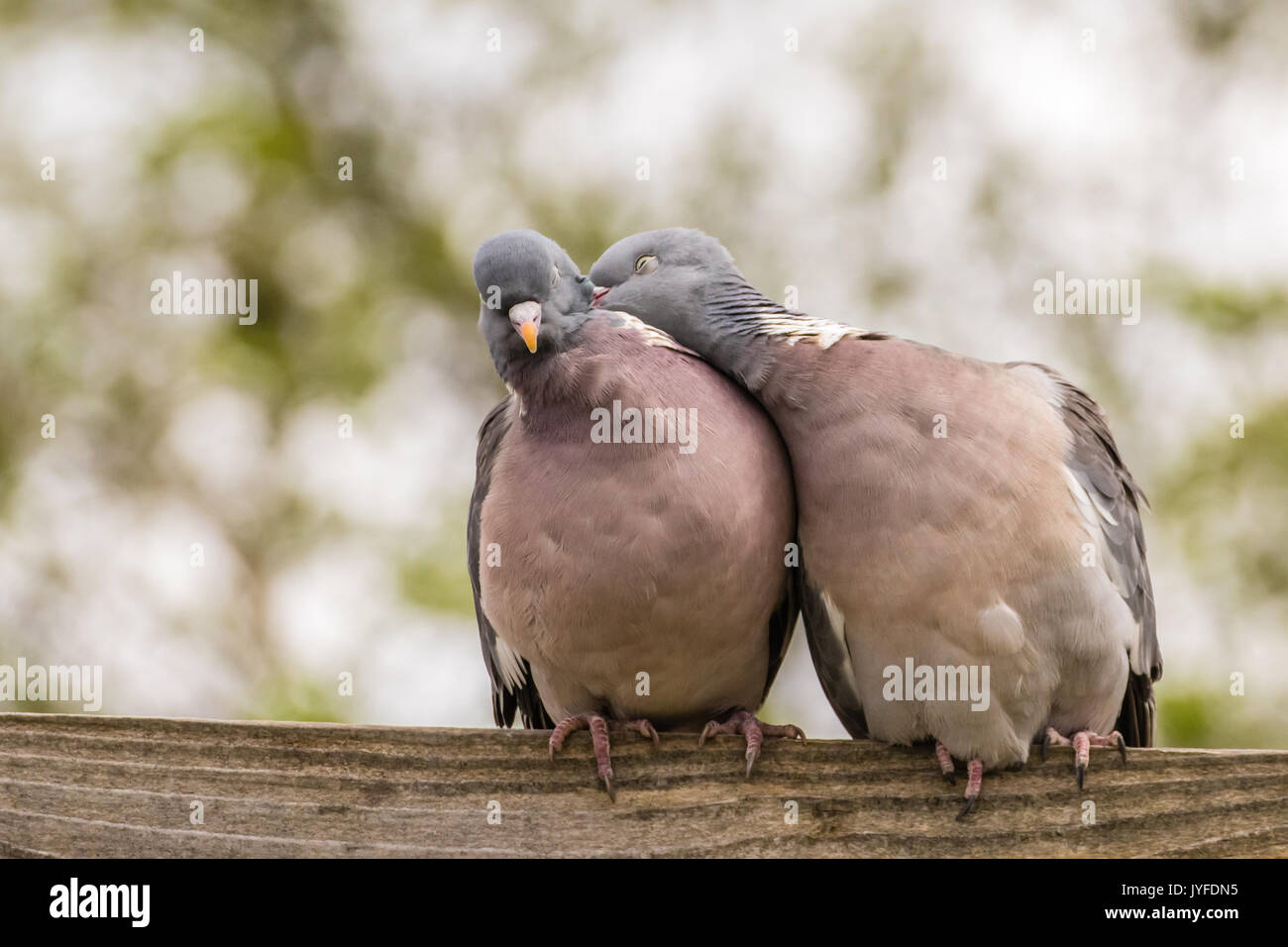 Birds cuddling hi-res stock photography and images - Alamy