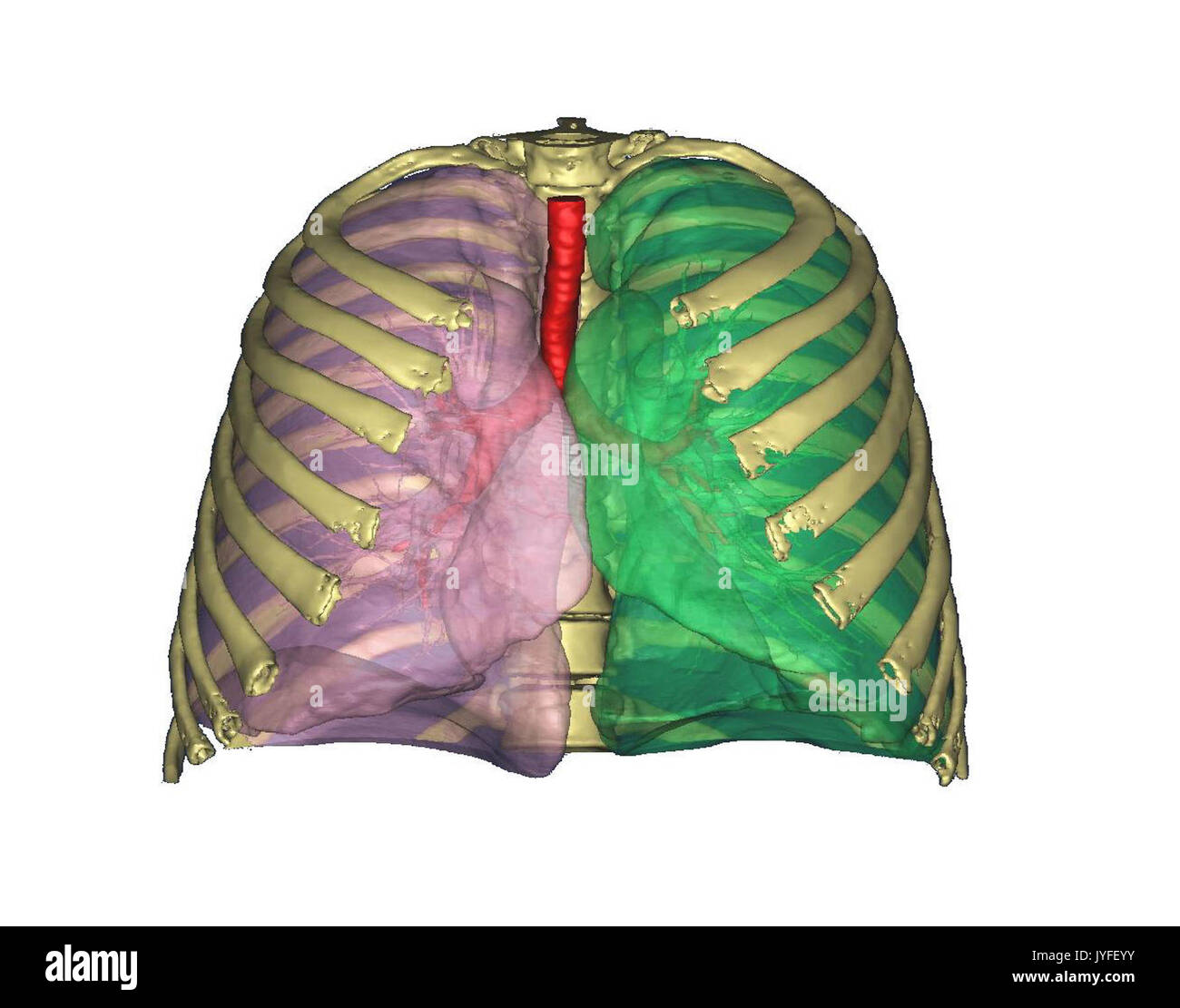 3d model of lungs airways ribs Stock Photo - Alamy