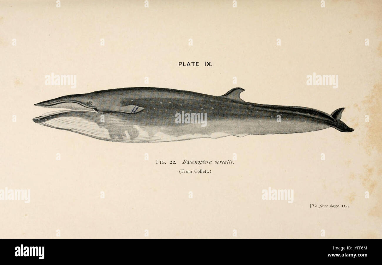 Whale species plate hi-res stock photography and images - Alamy