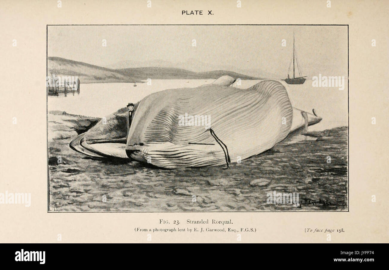 Historical whale illustration book hi-res stock photography and images ...