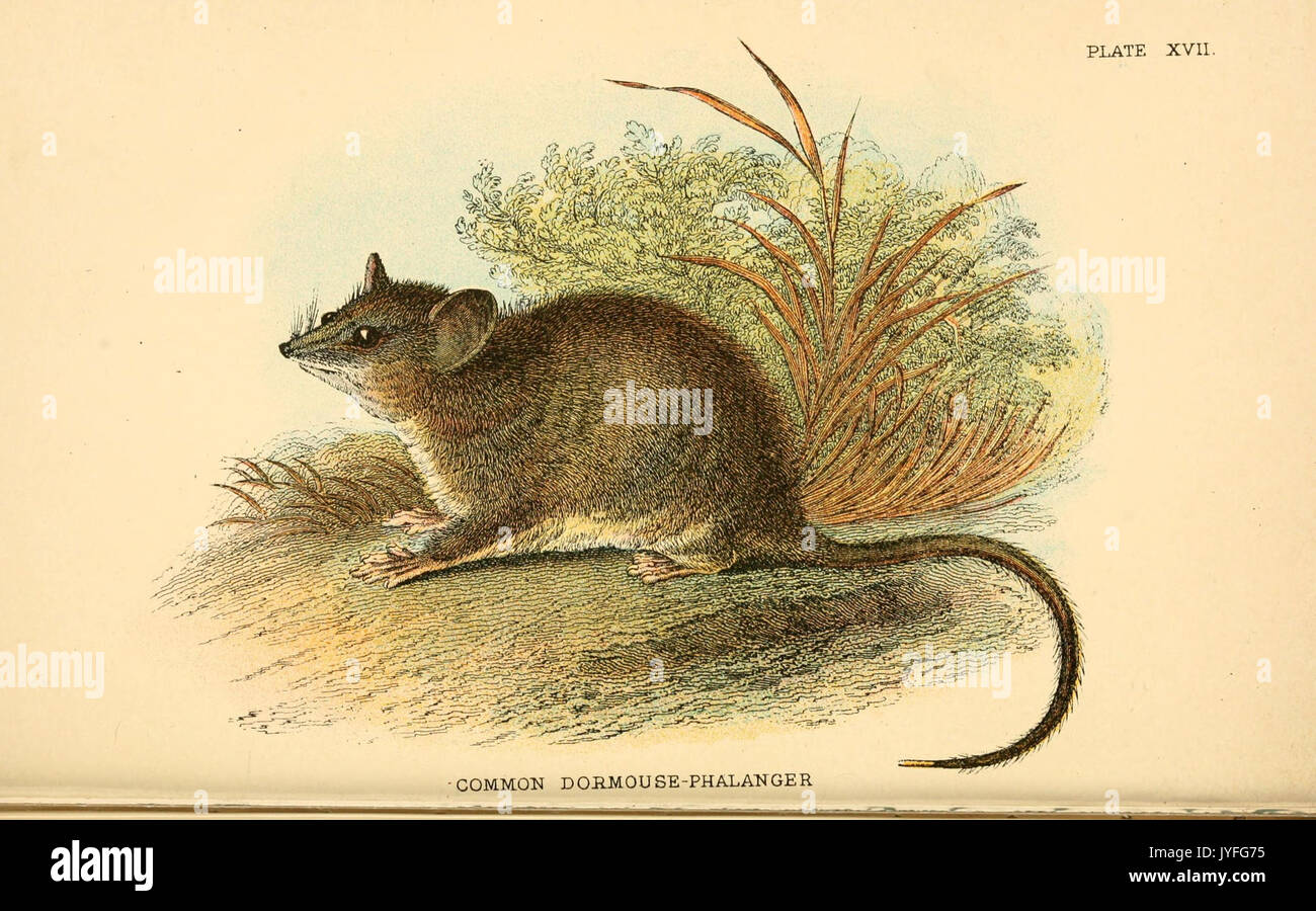 Marsupial classification hi-res stock photography and images - Alamy