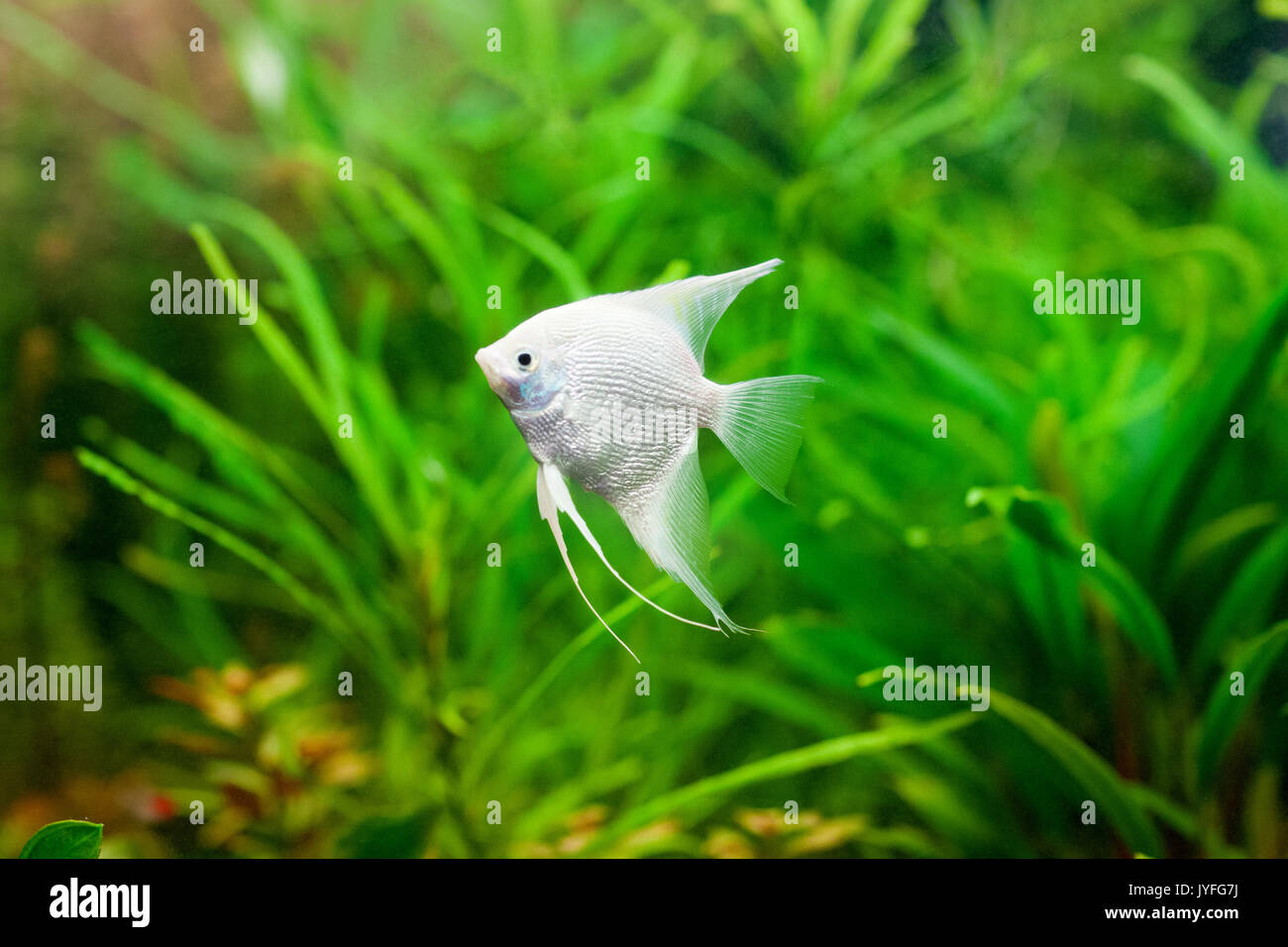 Angelfish in their natural habitat. Scalare. High resolution photo ...