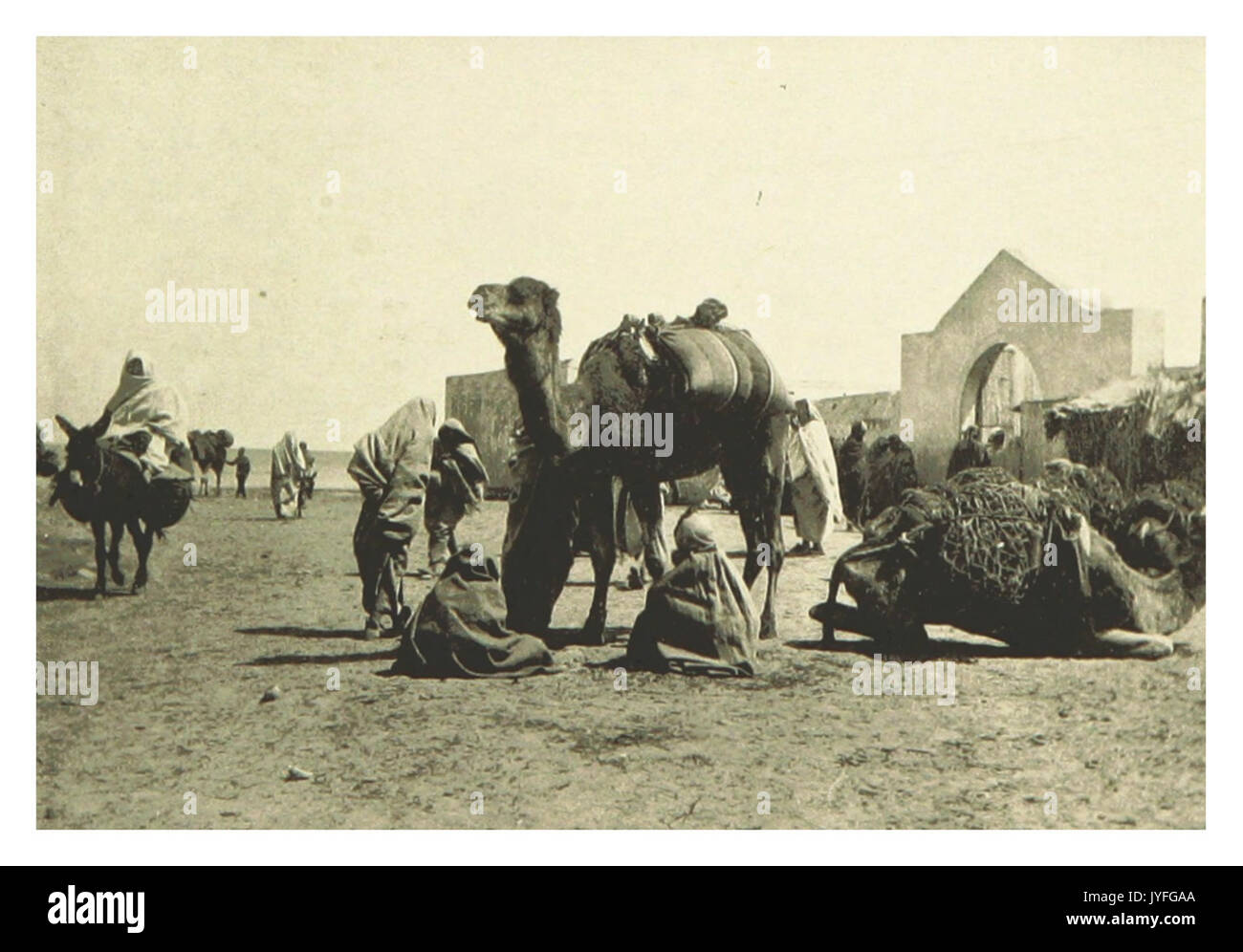 Old illustration of camels Cut Out Stock Images & Pictures - Alamy