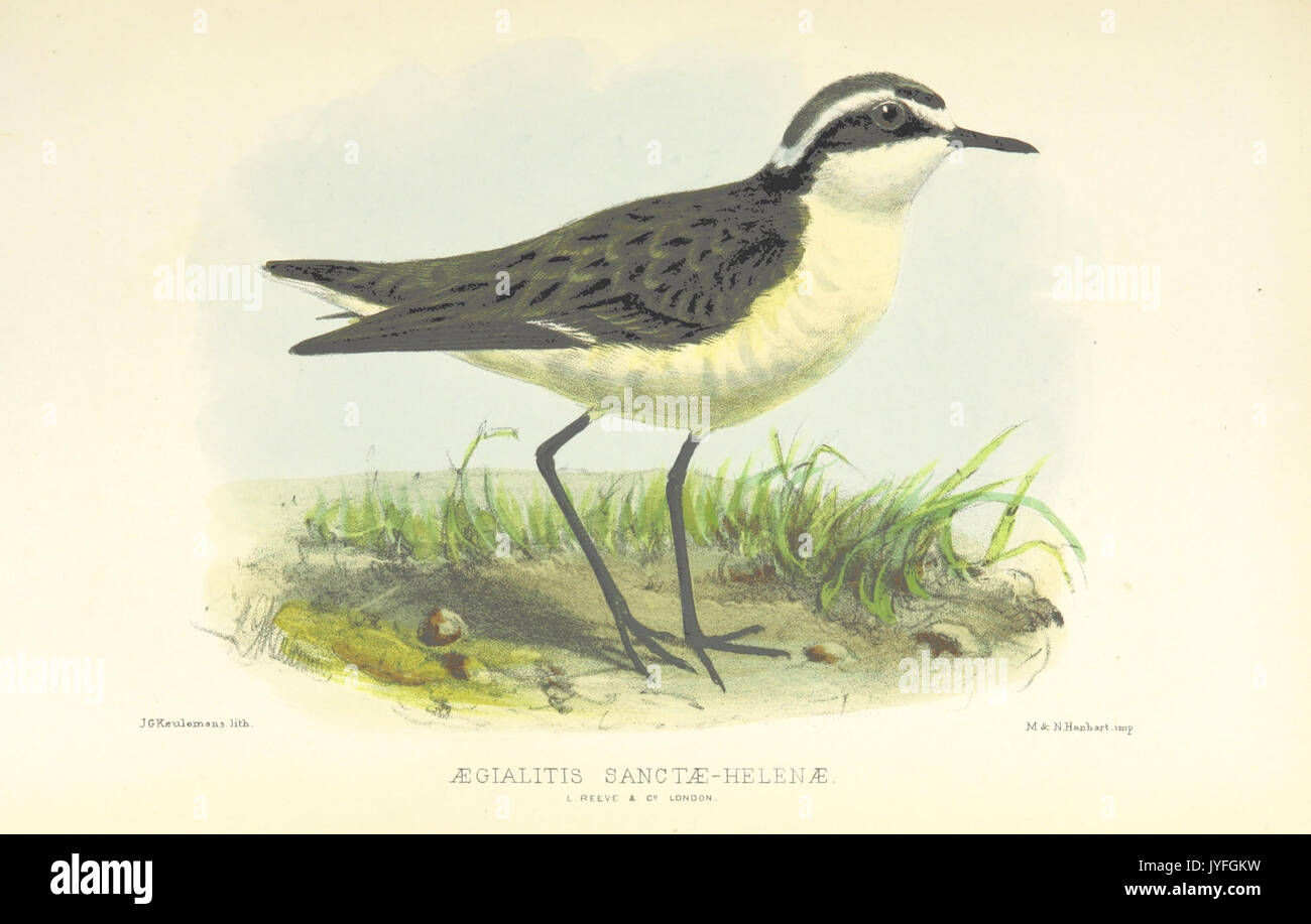 MELLISS(1875) p145 Saint Helena plover (Charadrius sanctaehelenae Stock ...