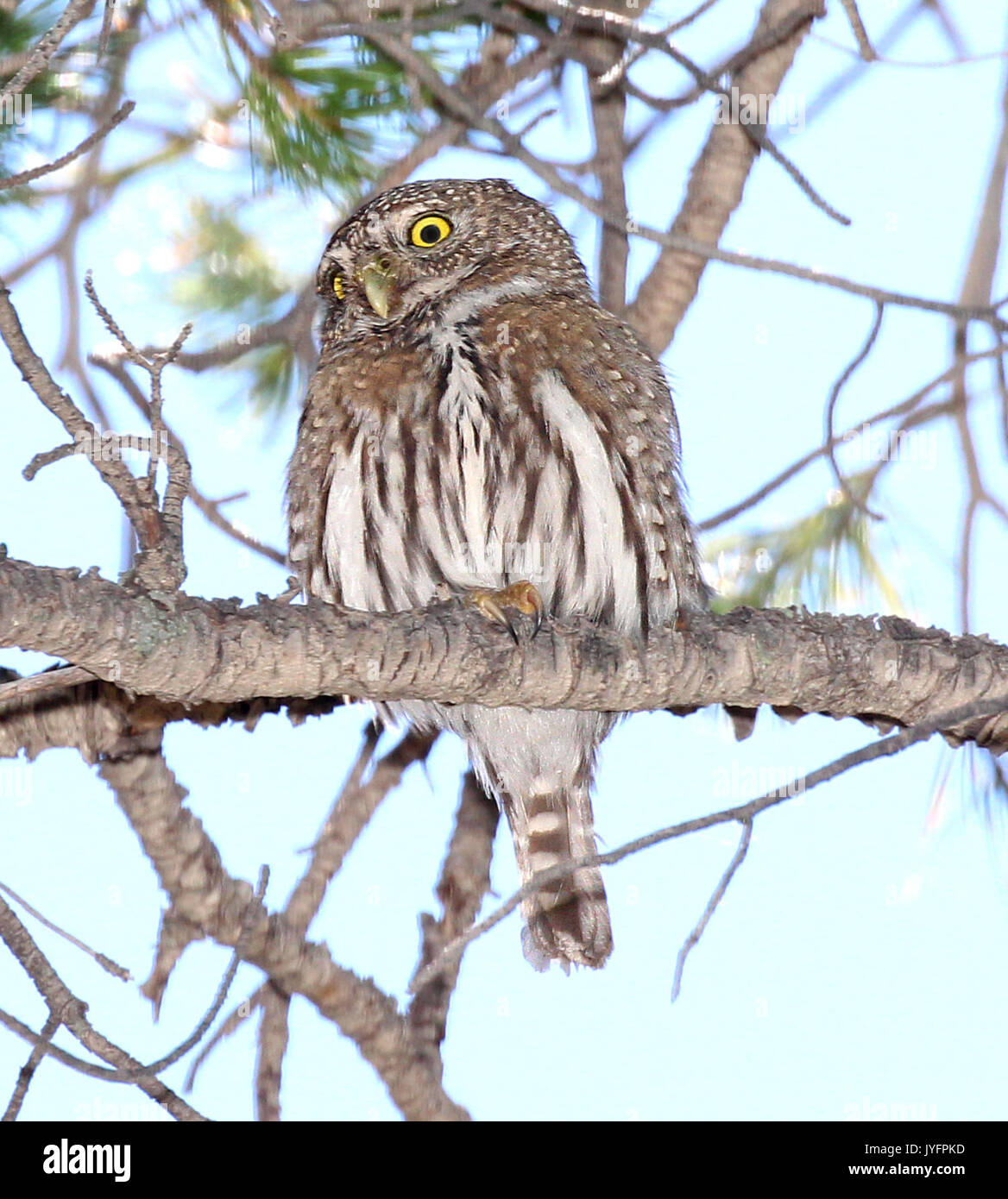 Northern pygmy owl arizona hi-res stock photography and images - Alamy