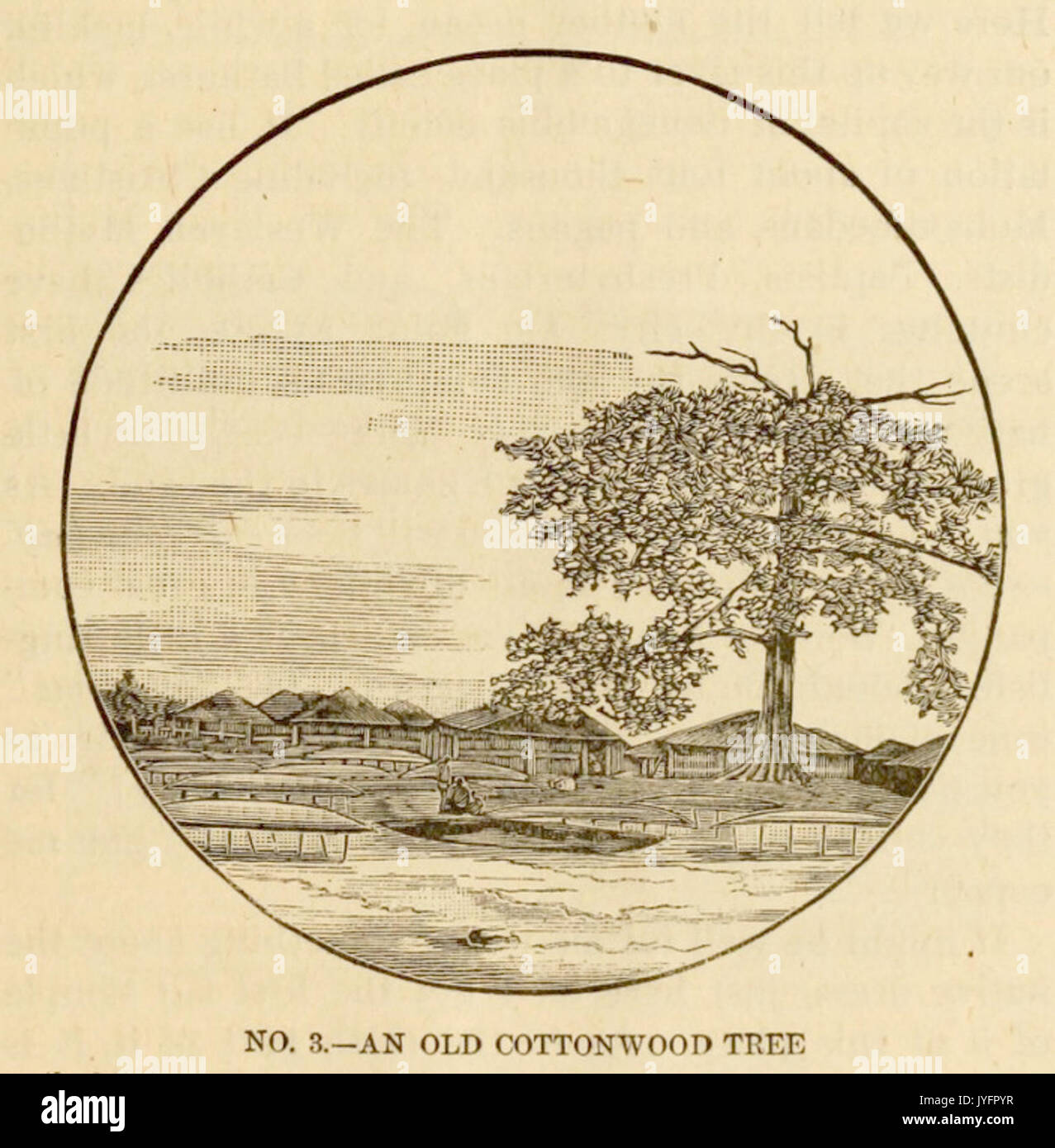 Cotton tree trees hi-res stock photography and images - Alamy