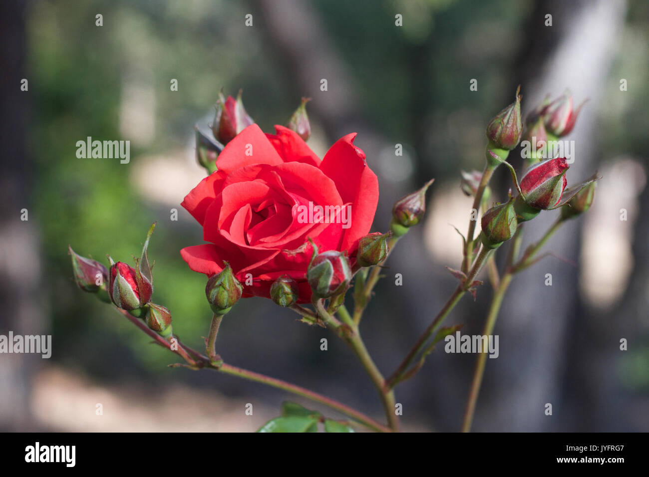 'A Rose Among Roses' is an illustrated book featuring depictions of ...