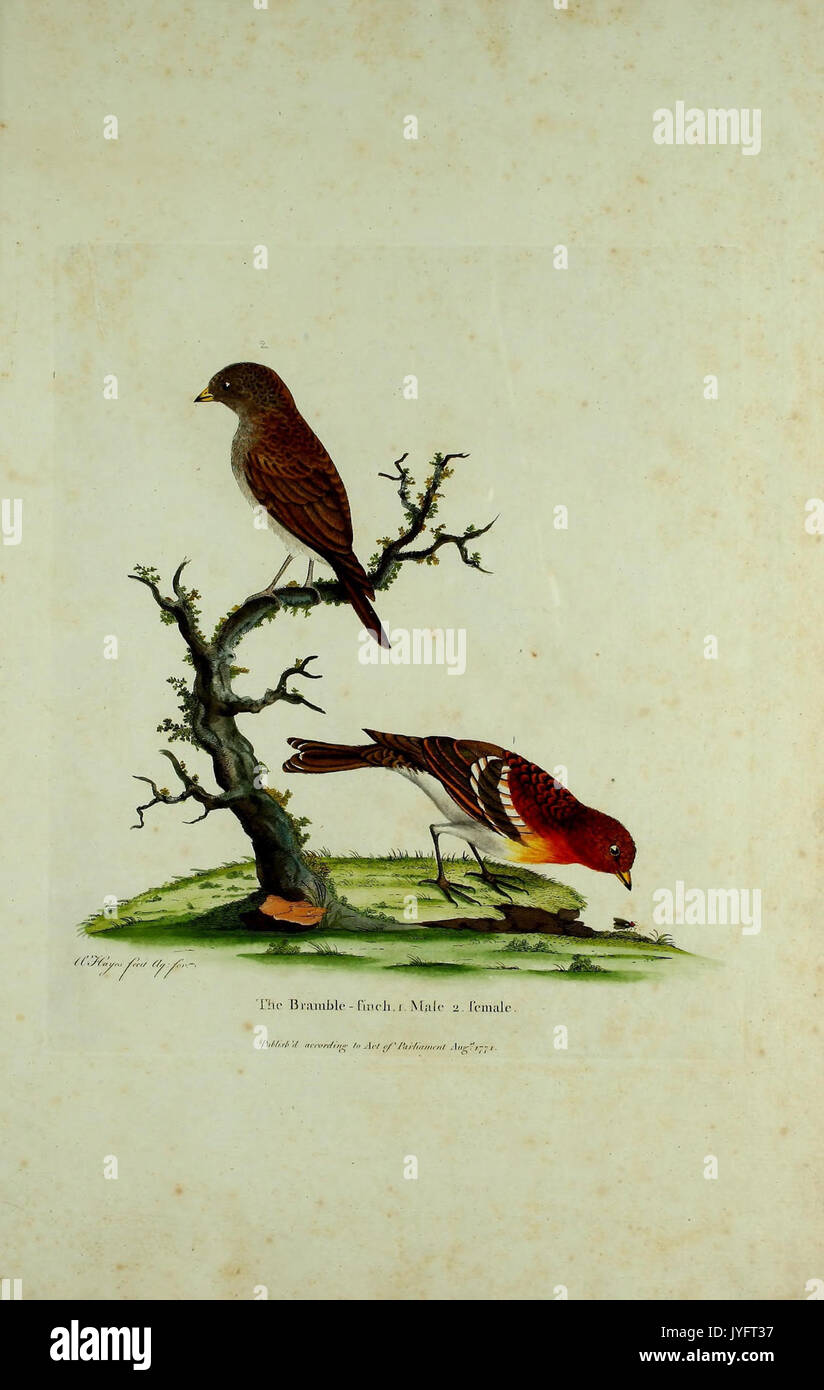 Birds great britain identification pictorial hi-res stock photography ...