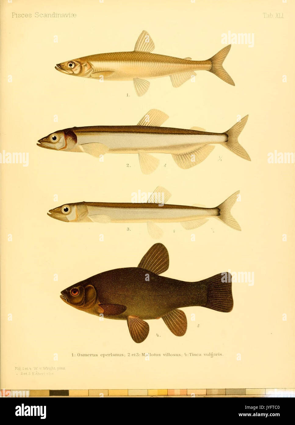 A history of Scandinavian fishes (10595126236 Stock Photo - Alamy