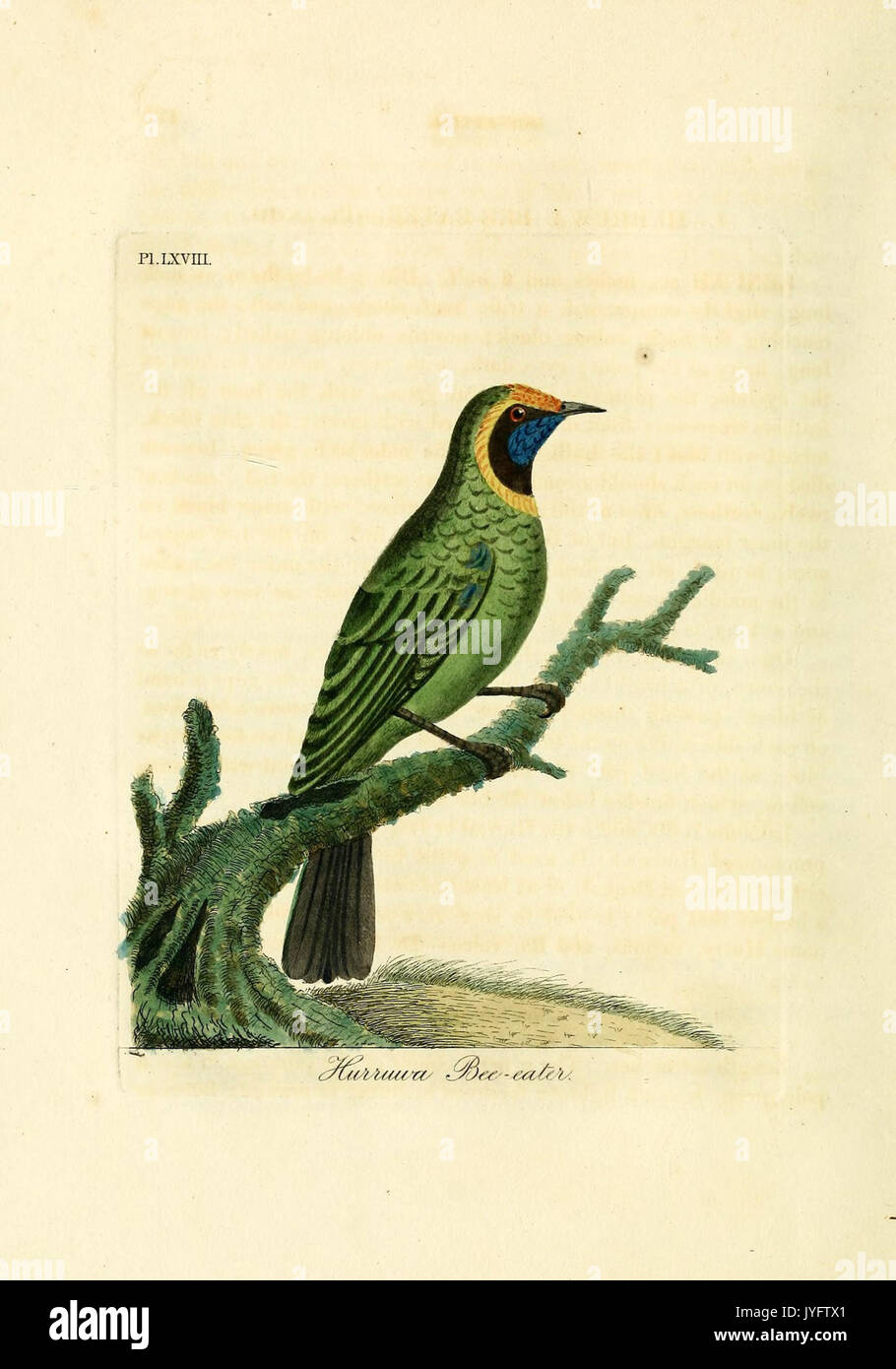 A general history of birds (10310705723 Stock Photo - Alamy