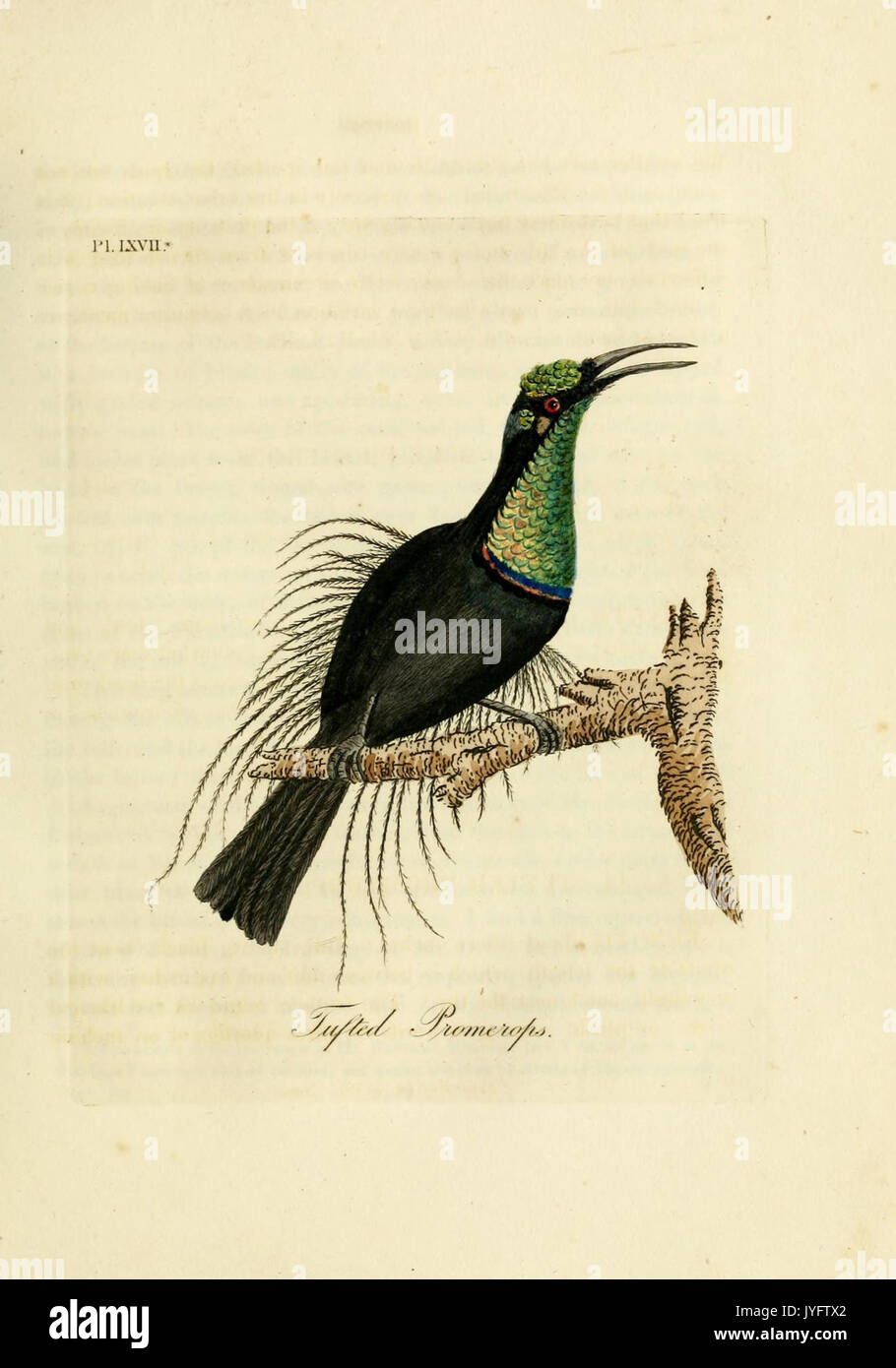 A general history of birds (10310548655 Stock Photo - Alamy