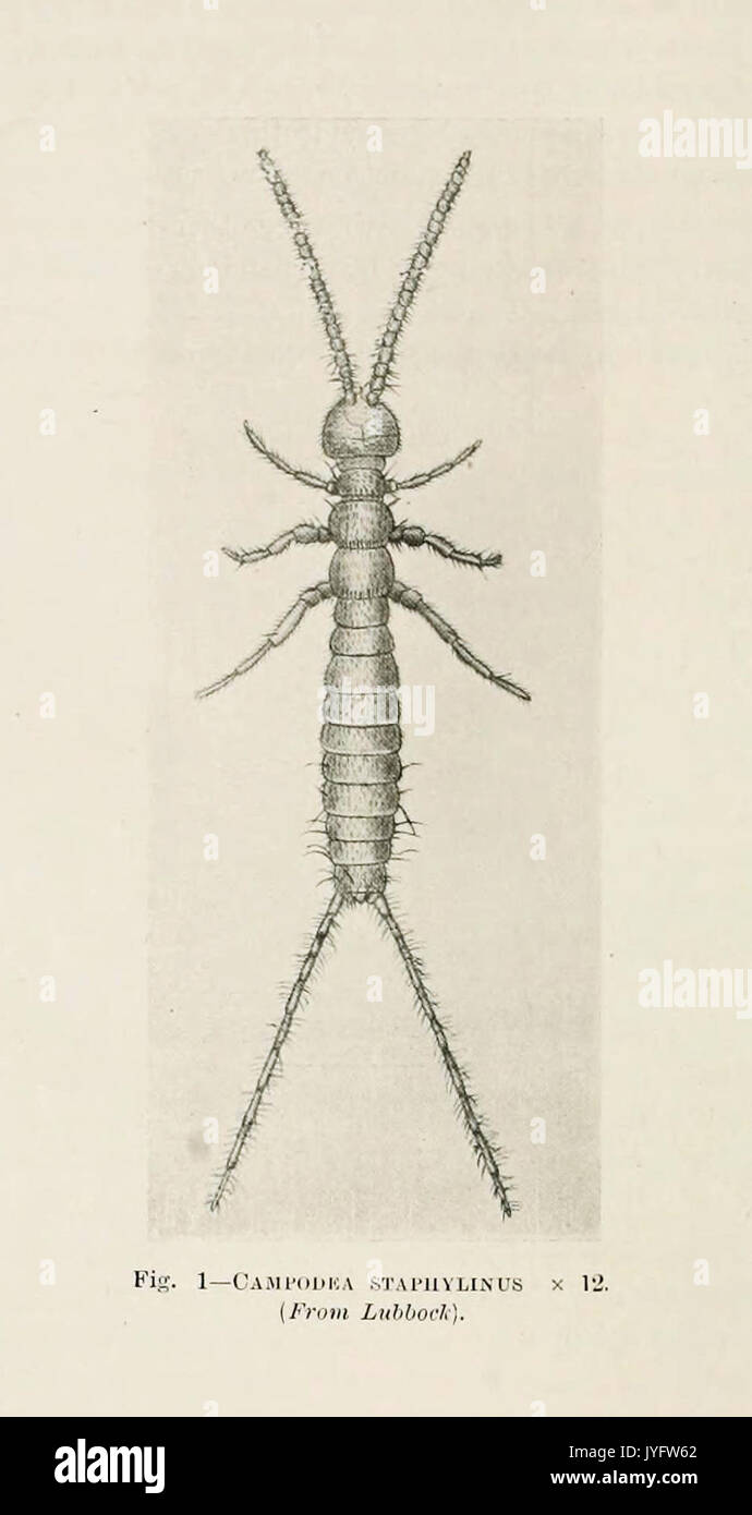 85 Indian Insect Life Harold Maxwell Lefroy Campodea staphylinus Stock ...