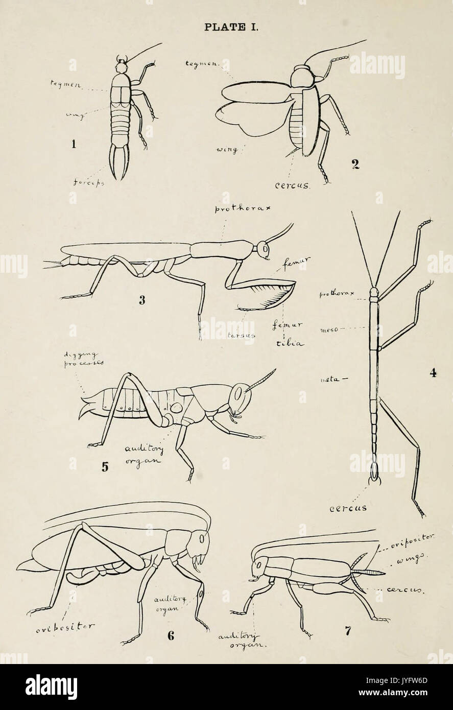 48 Indian Insect Life Harold Maxwell Lefroy Orthoptera Stock Photo - Alamy