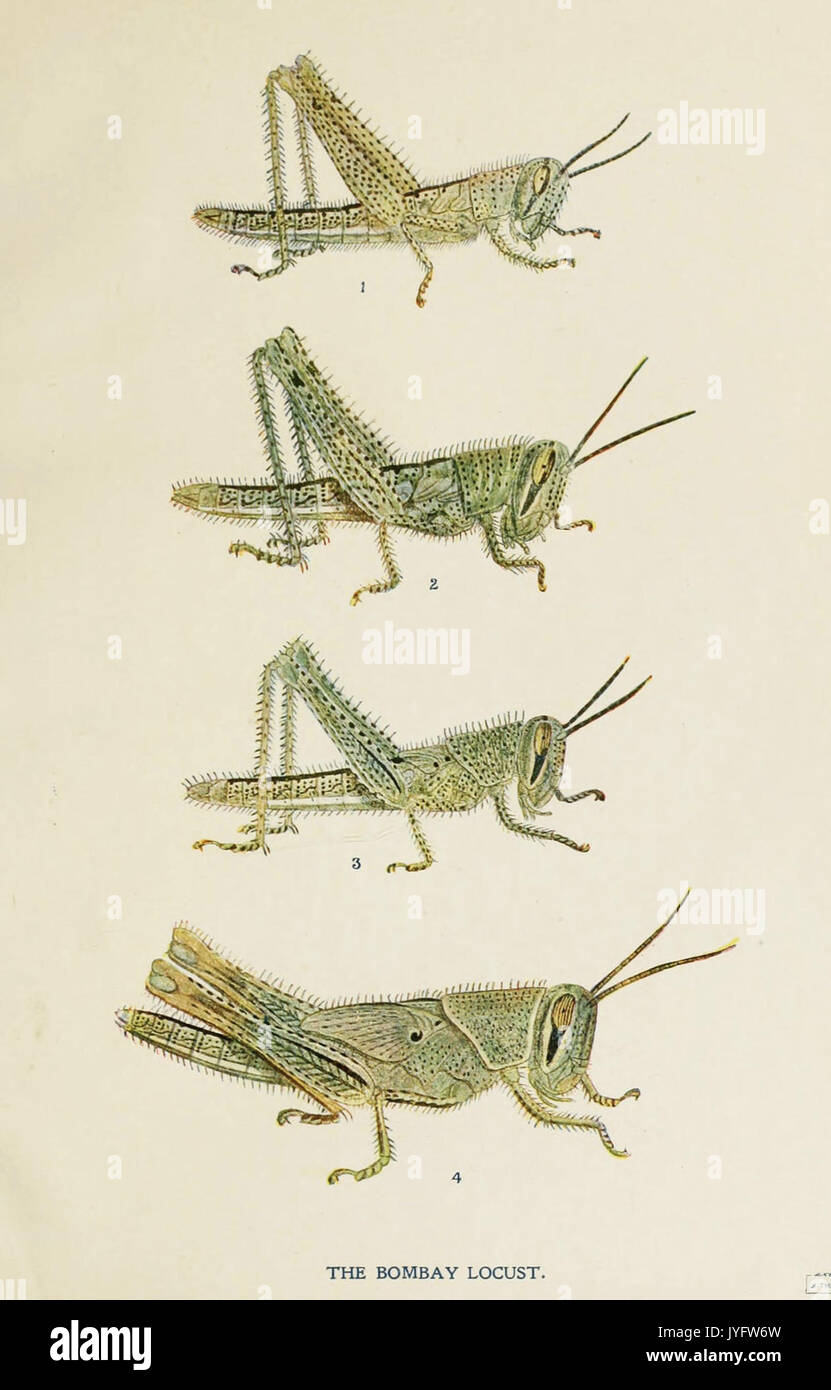 Acridium hi-res stock photography and images - Alamy