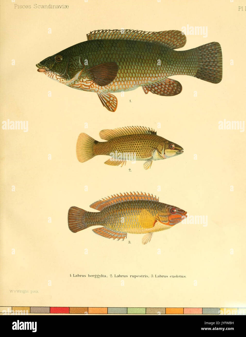 A history of Scandinavian fishes (9661318533 Stock Photo - Alamy