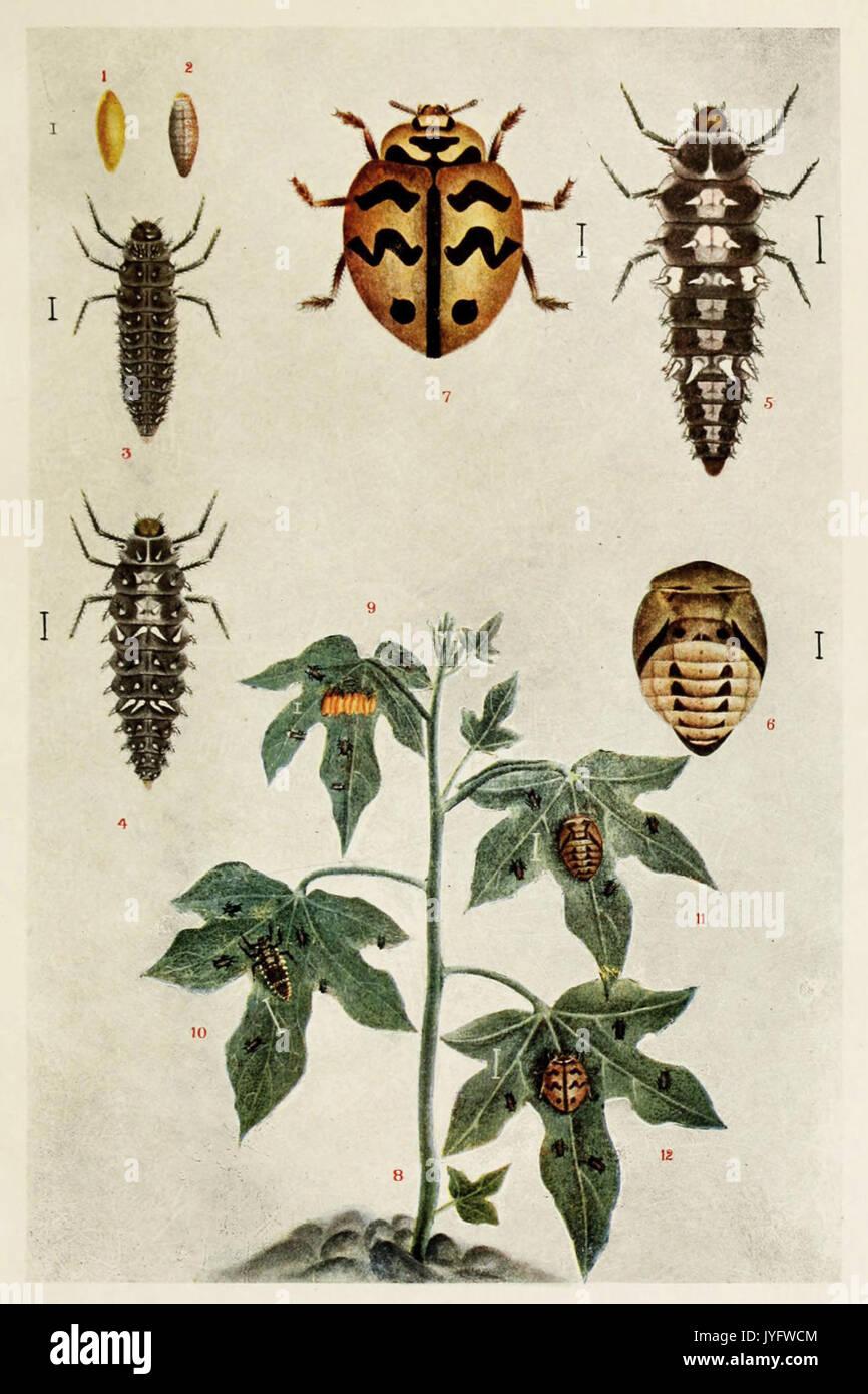 75 Indian Insect Life Harold Maxwell Lefroy Cheilomenes sexmaculata ...