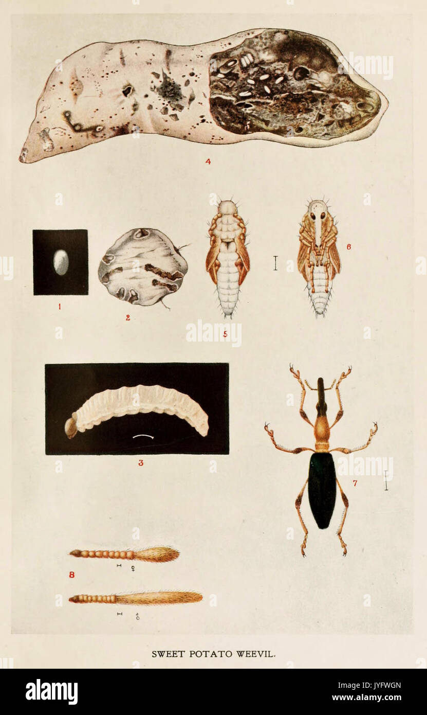 37 Indian Insect Life Harold Maxwell Lefroy Cylas formicarius Stock ...