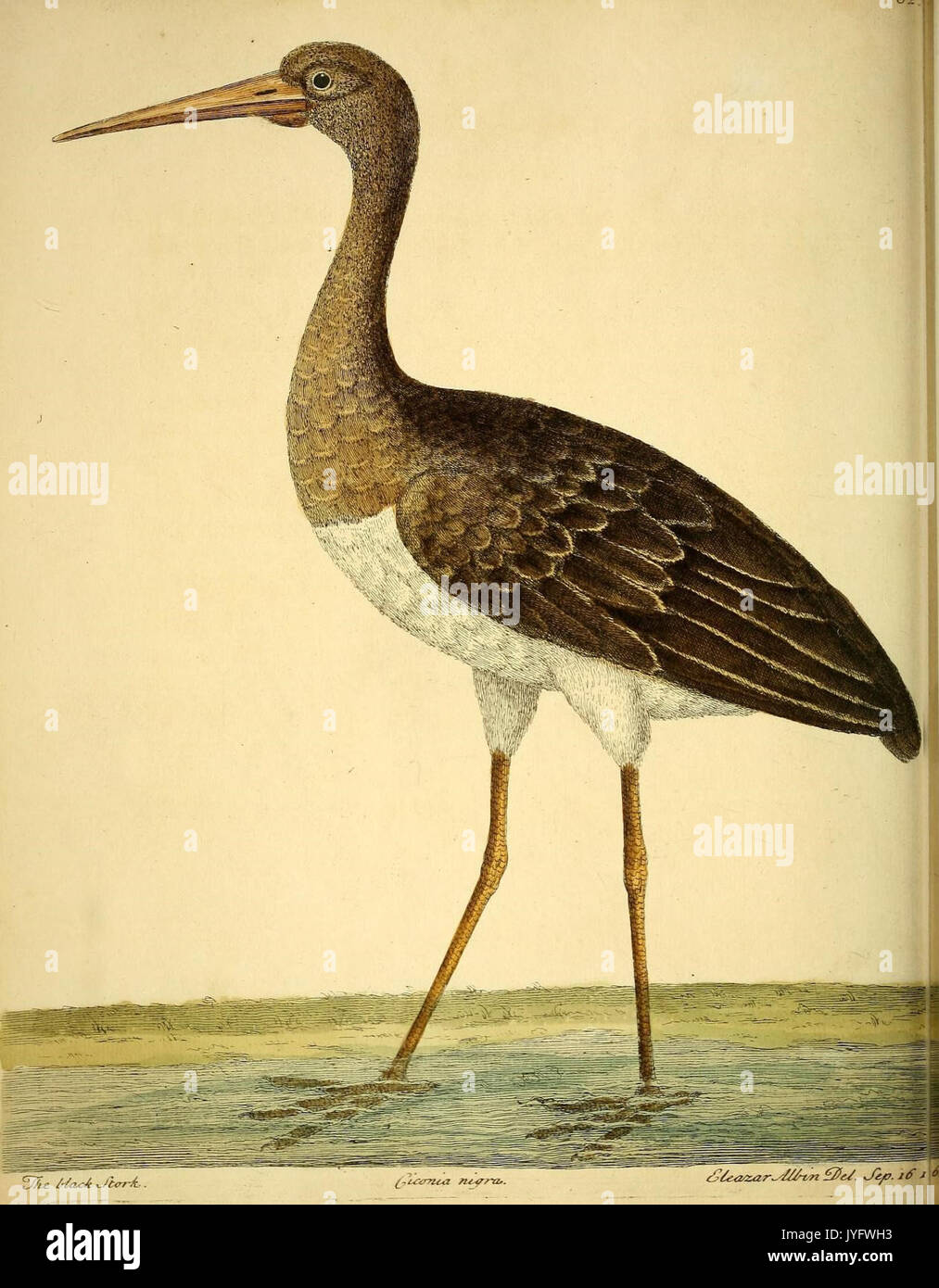 This book provides a detailed exploration of bird species, their ...