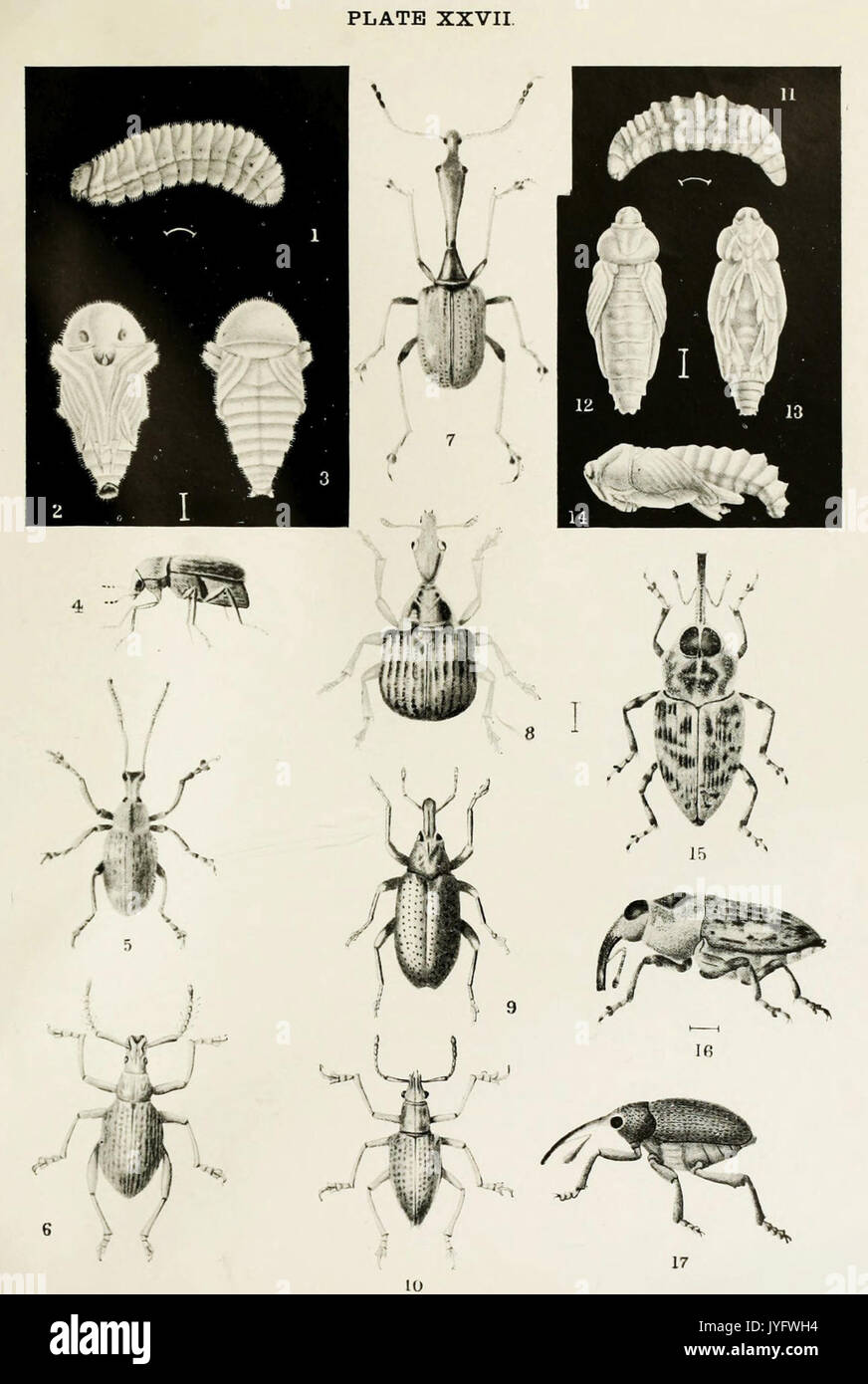 36 Indian Insect Life Harold Maxwell Lefroy Curculionidae Stock Photo ...