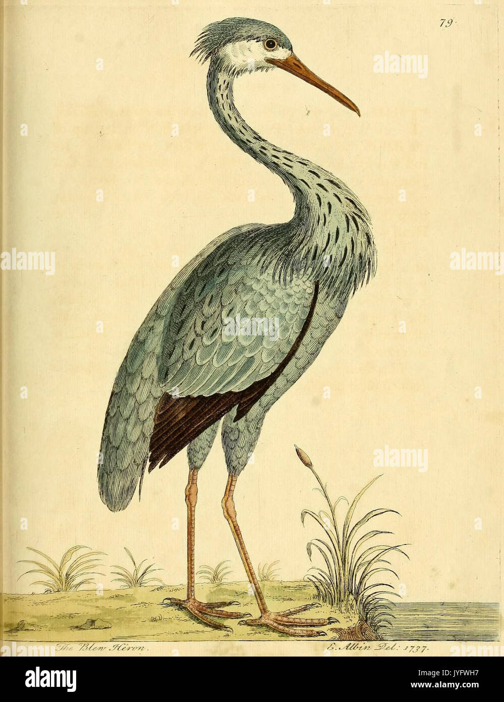 1800s bird hi-res stock photography and images - Alamy