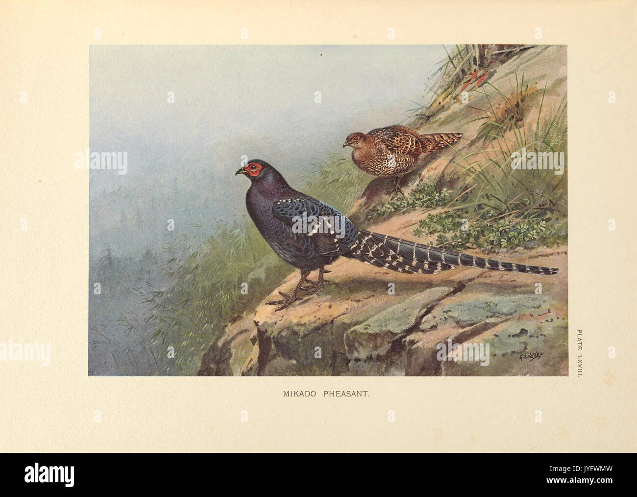 Pheasants antique drawing hi-res stock photography and images - Alamy