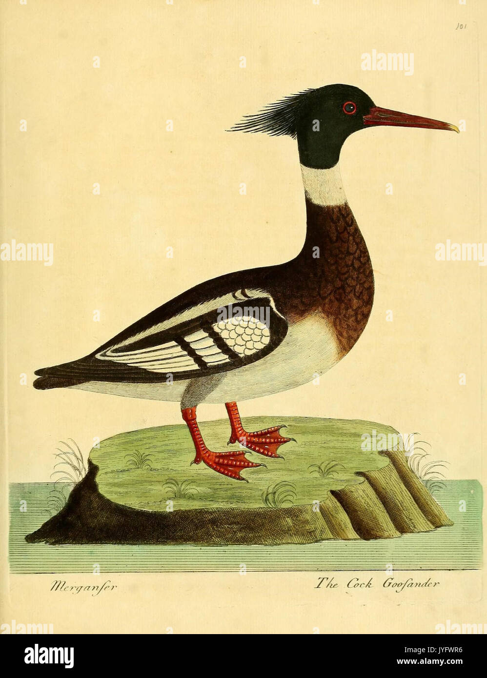 Natural history birds species hi-res stock photography and images - Alamy