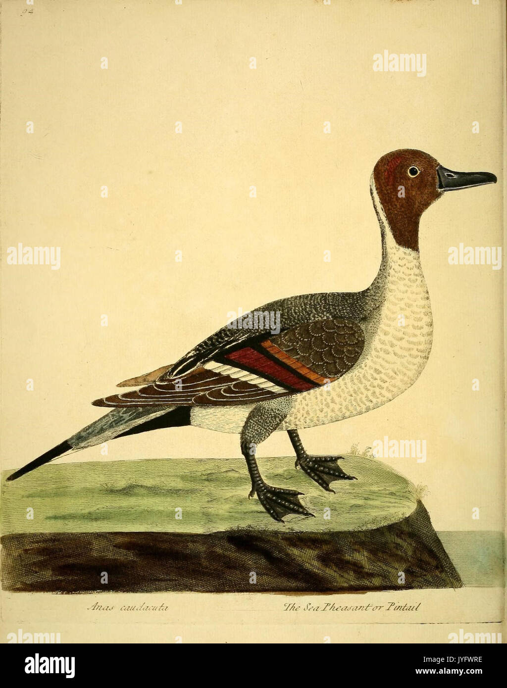 A natural history of birds (Numb. XCIV) (9312489975 Stock Photo - Alamy