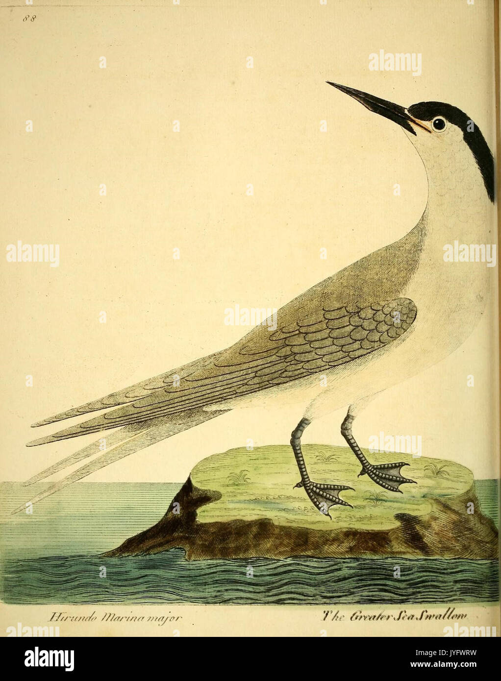 Natural history libraries hi-res stock photography and images - Alamy