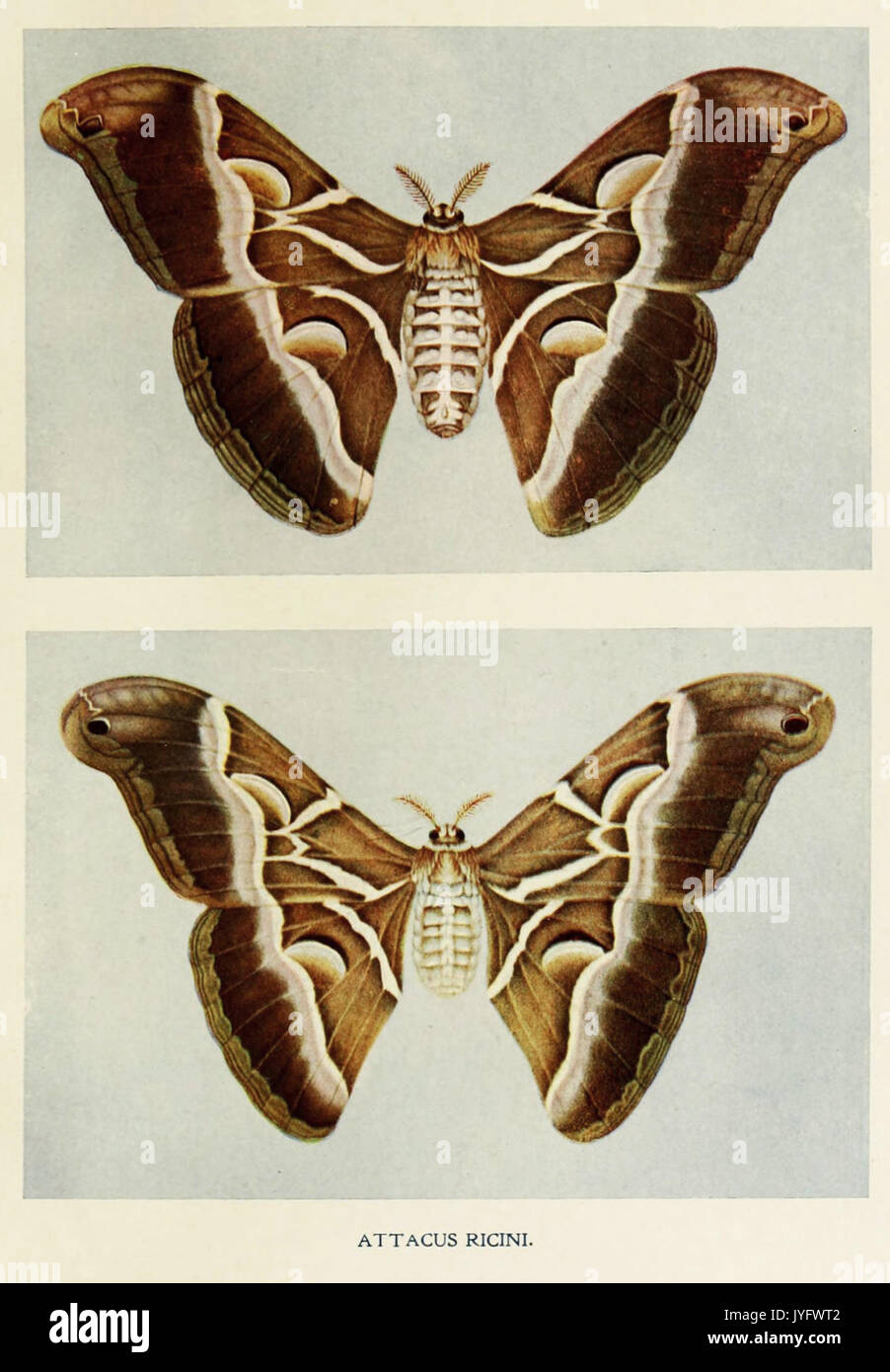 Ricini hi-res stock photography and images - Alamy