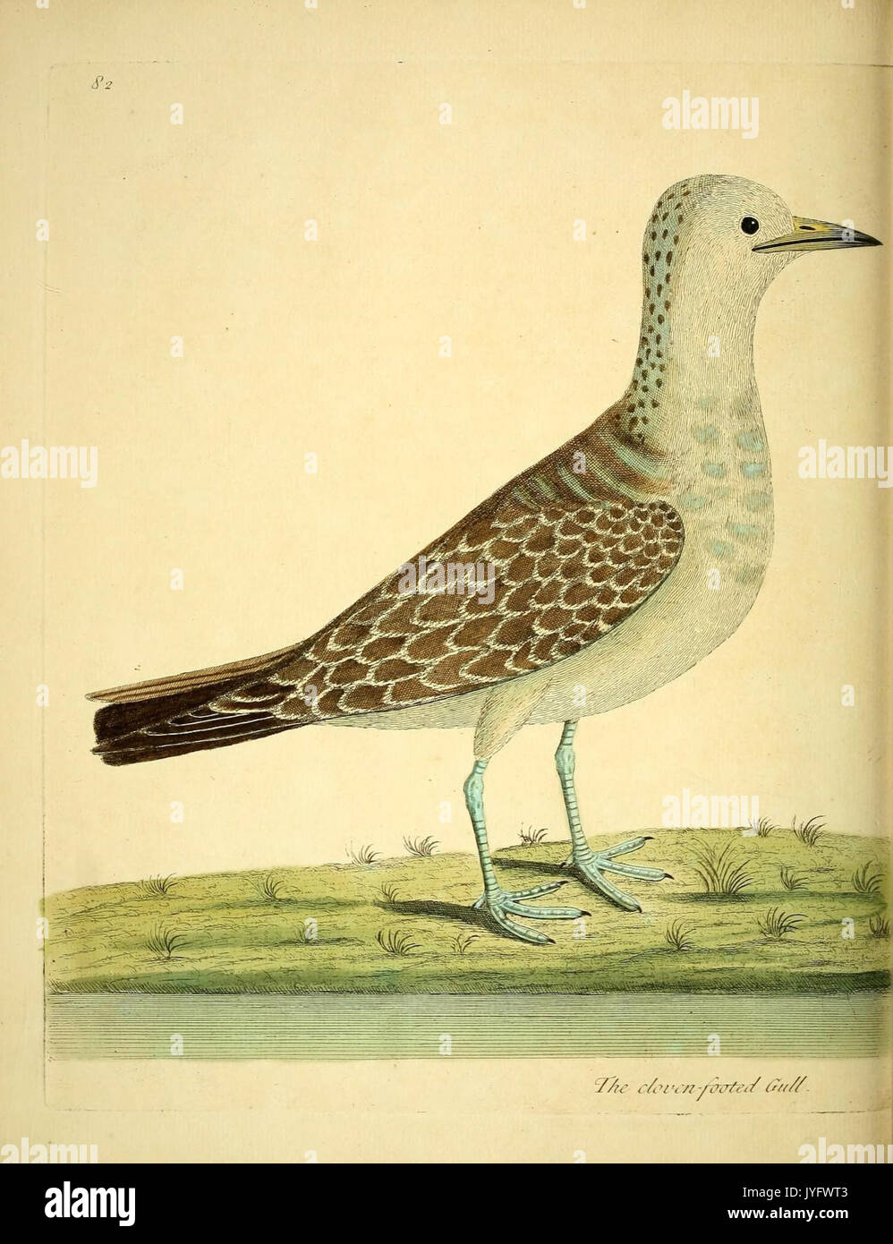 Natural history libraries hi-res stock photography and images - Alamy