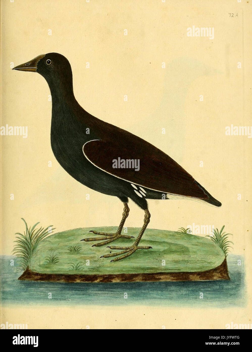 A natural history of birds (Numb. LXXII A) (9312467883 Stock Photo - Alamy