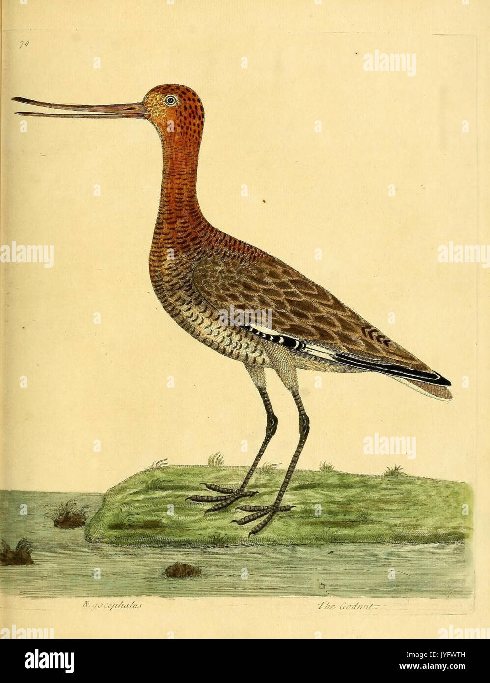 A natural history of birds (Numb. LXX) (9312466191 Stock Photo - Alamy