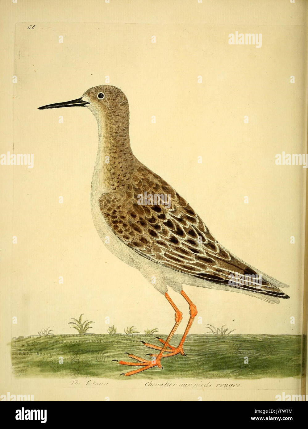 A natural history of birds (Numb. LXVIII) (9315250242 Stock Photo - Alamy