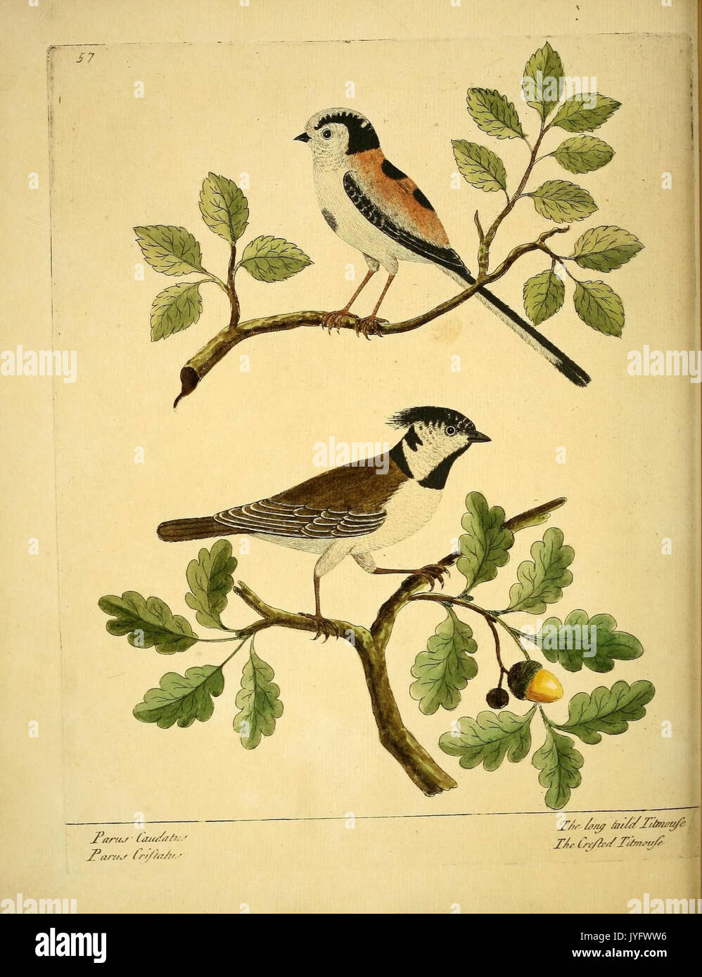 A natural history of birds (Numb. LVII) (9312453029 Stock Photo - Alamy