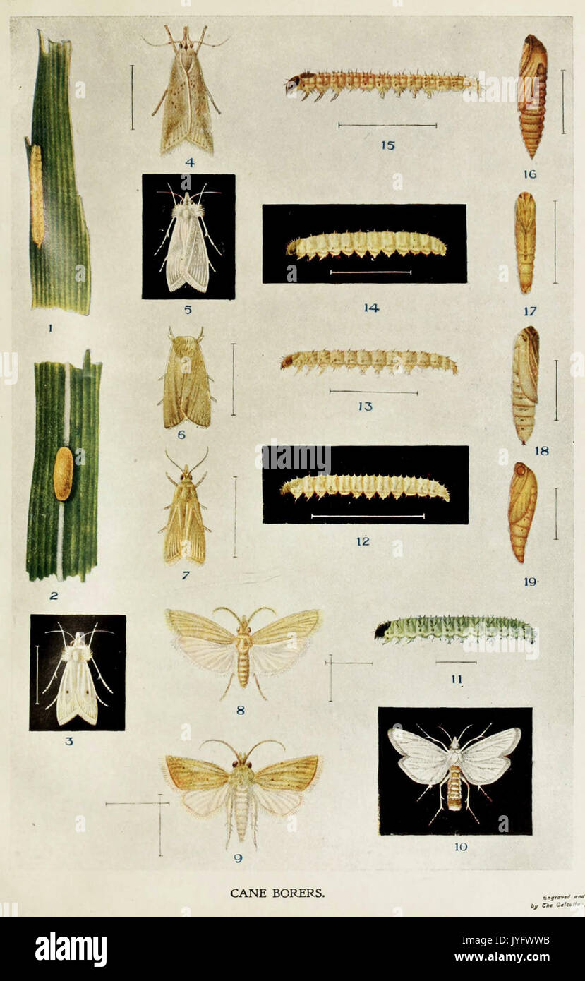 65 Indian Insect Life Harold Maxwell Lefroy Cane borers Stock Photo - Alamy