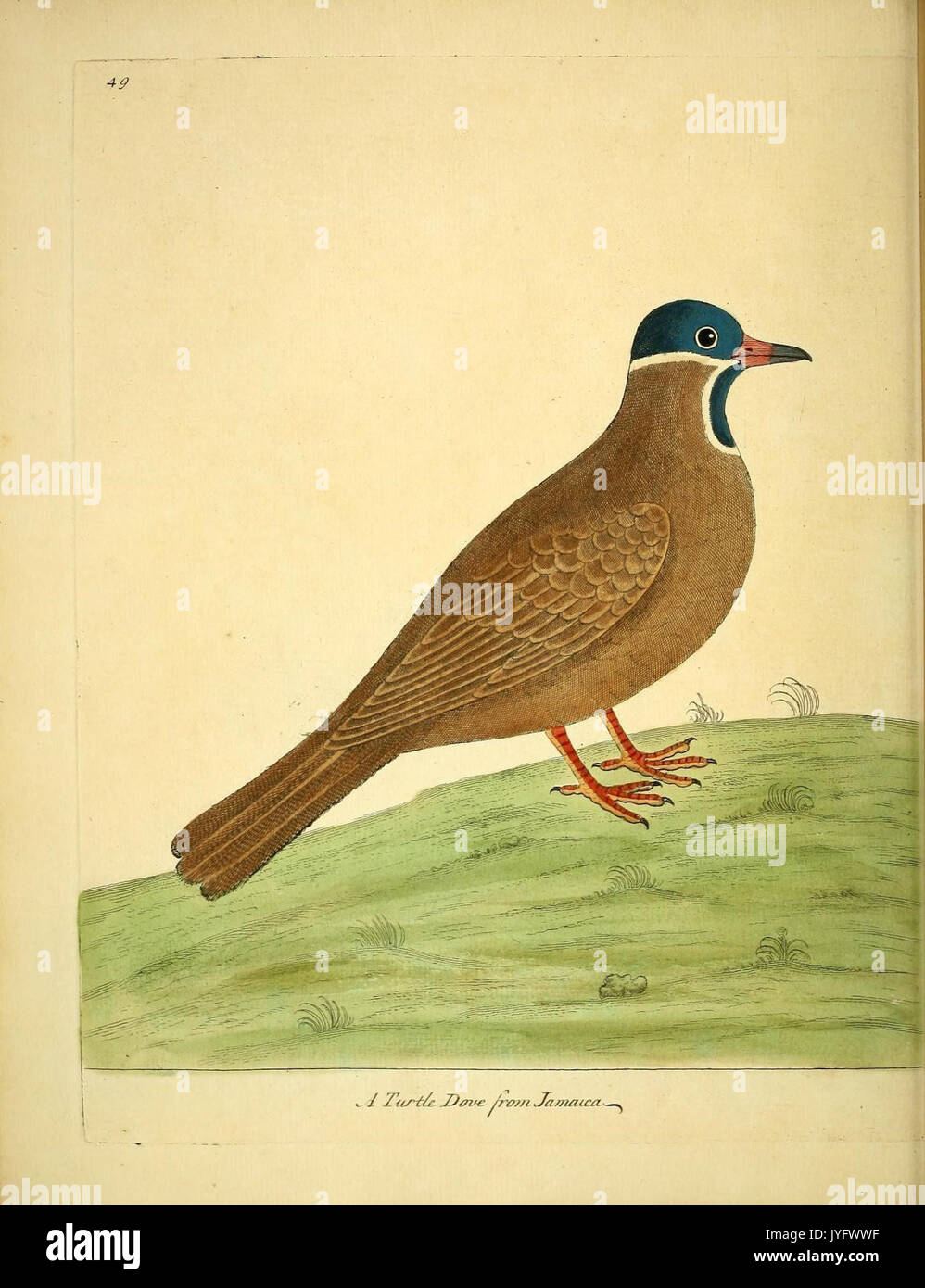 Natural history bird prints hi-res stock photography and images - Alamy