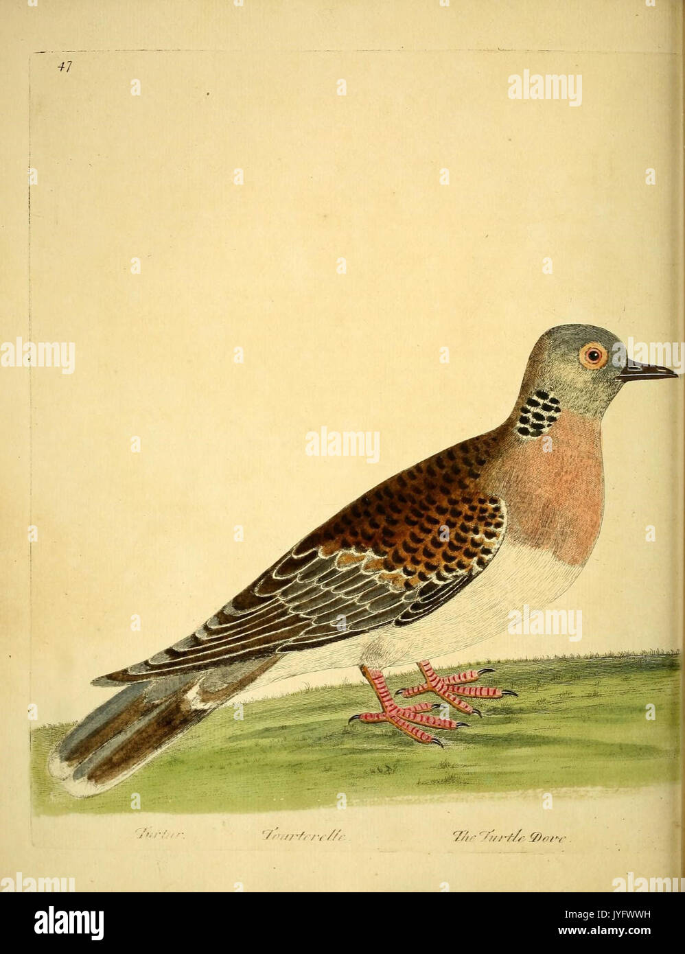 A natural history of birds (Numb. XLVII) (9312443609 Stock Photo - Alamy