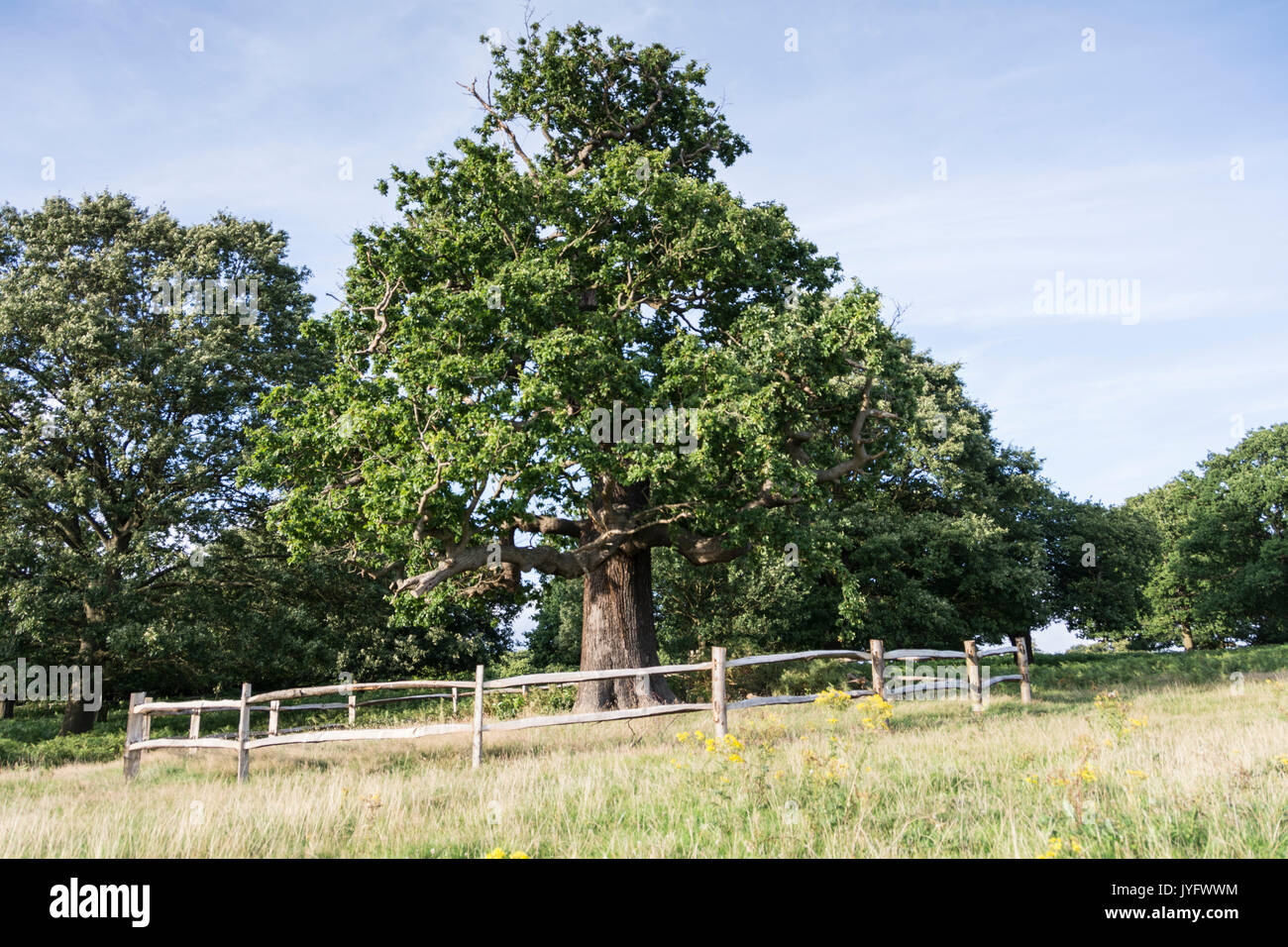 Richmond park london hi-res stock photography and images - Alamy