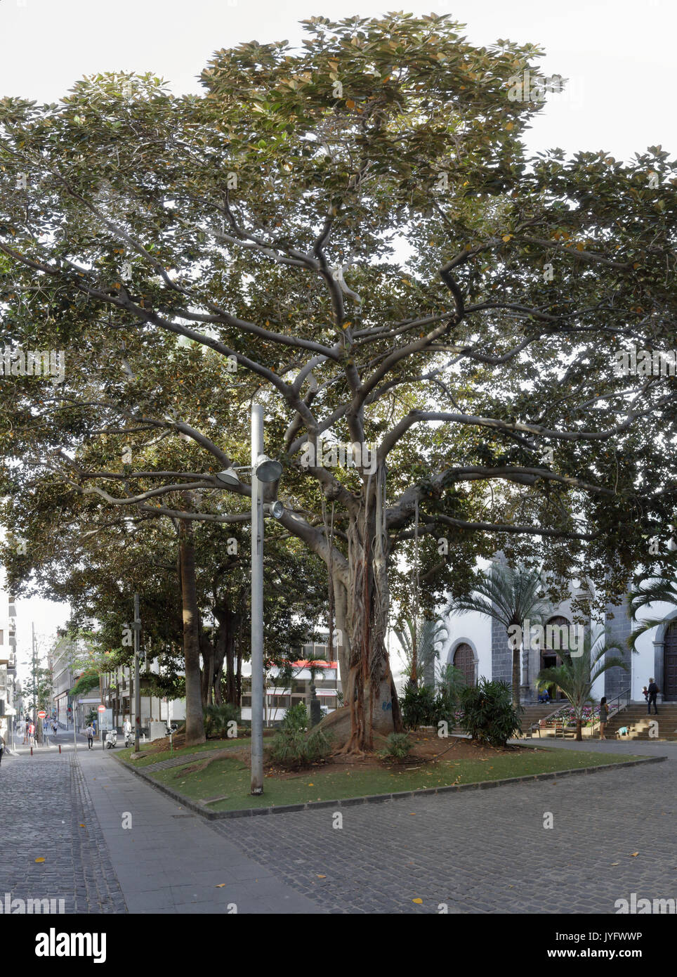 Centuries Old Trees High Resolution Stock Photography and Images - Alamy