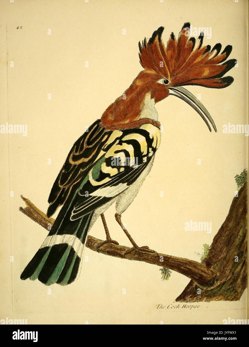 A natural history of birds (Numb. XLII) (9315225136 Stock Photo - Alamy