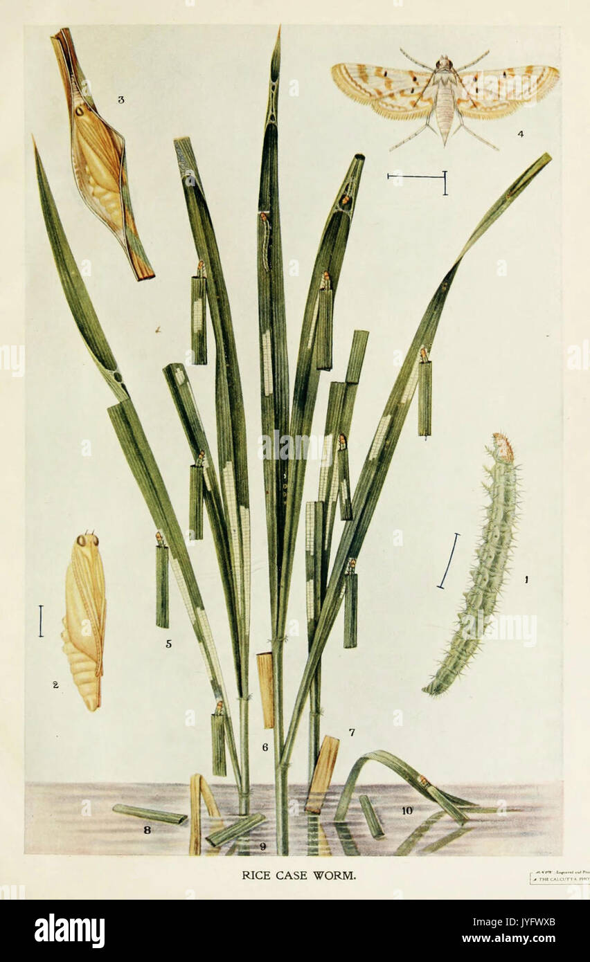 Nymphula depunctalis hi-res stock photography and images - Alamy