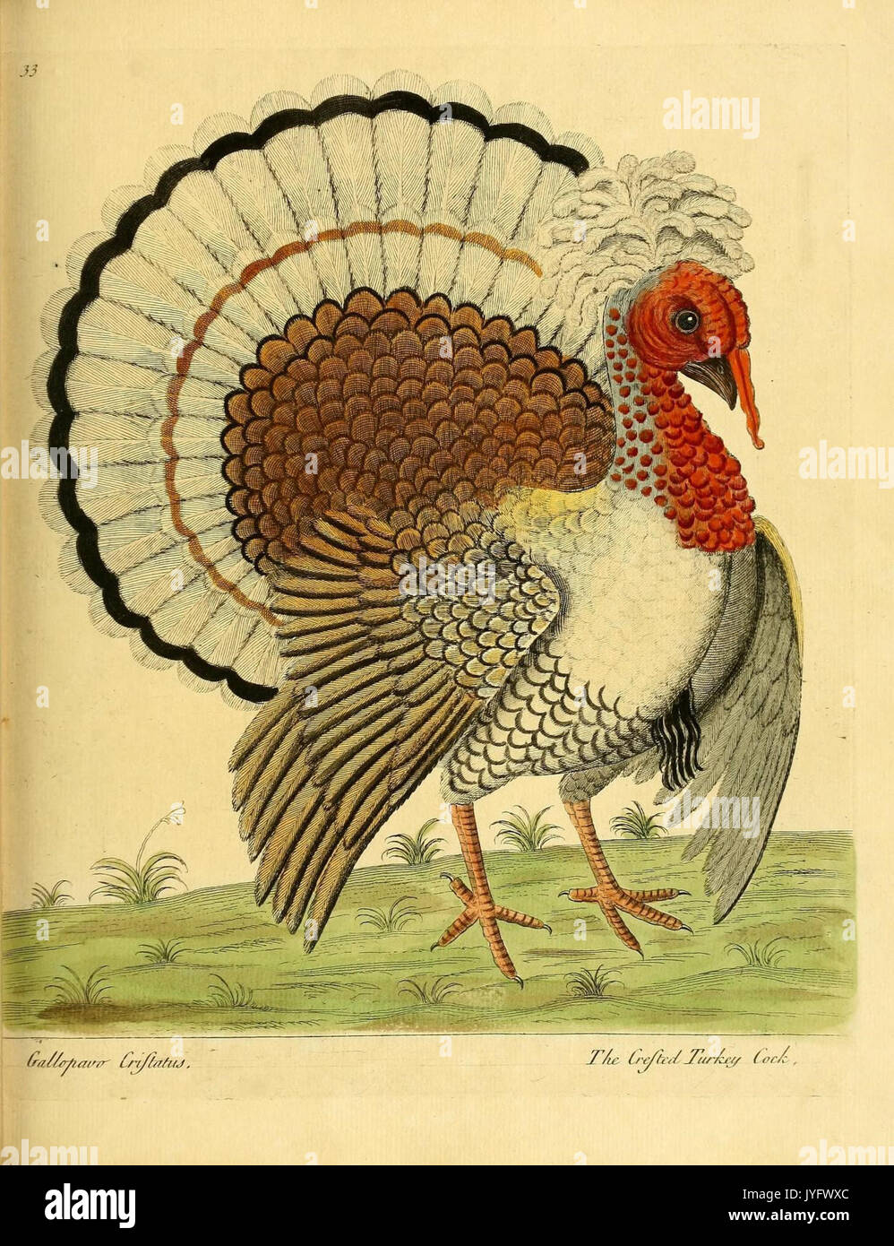 A natural history of birds (Numb. XXXIII) (9312406345 Stock Photo - Alamy