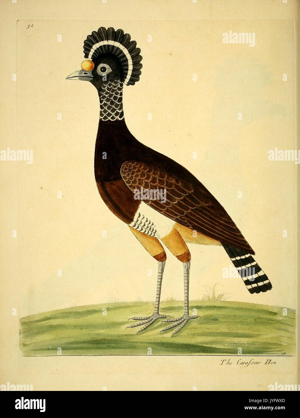 A natural history of birds (Numb. XXXII) (9312405335 Stock Photo - Alamy