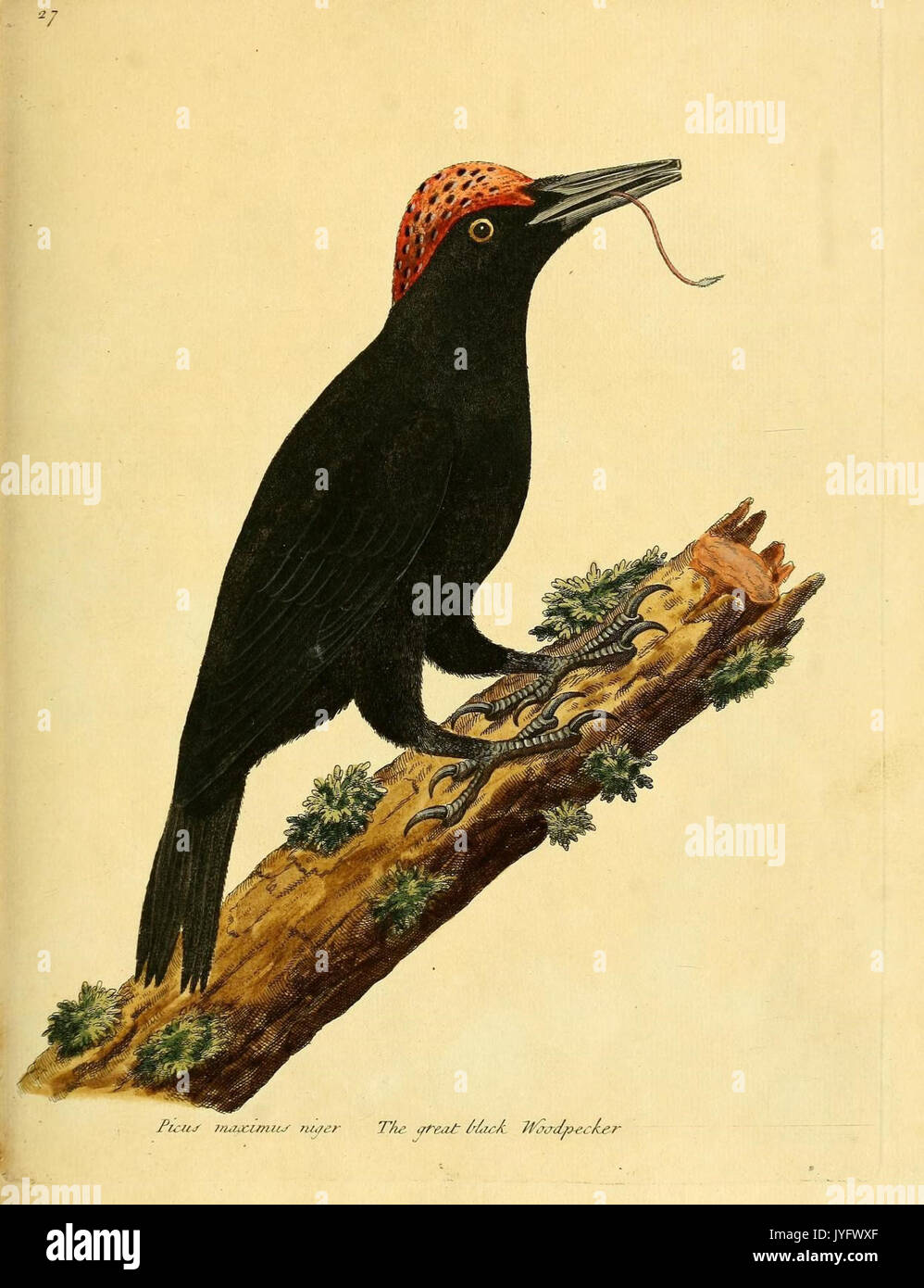 A natural history of birds (Numb. XXVII) (9315187104 Stock Photo - Alamy