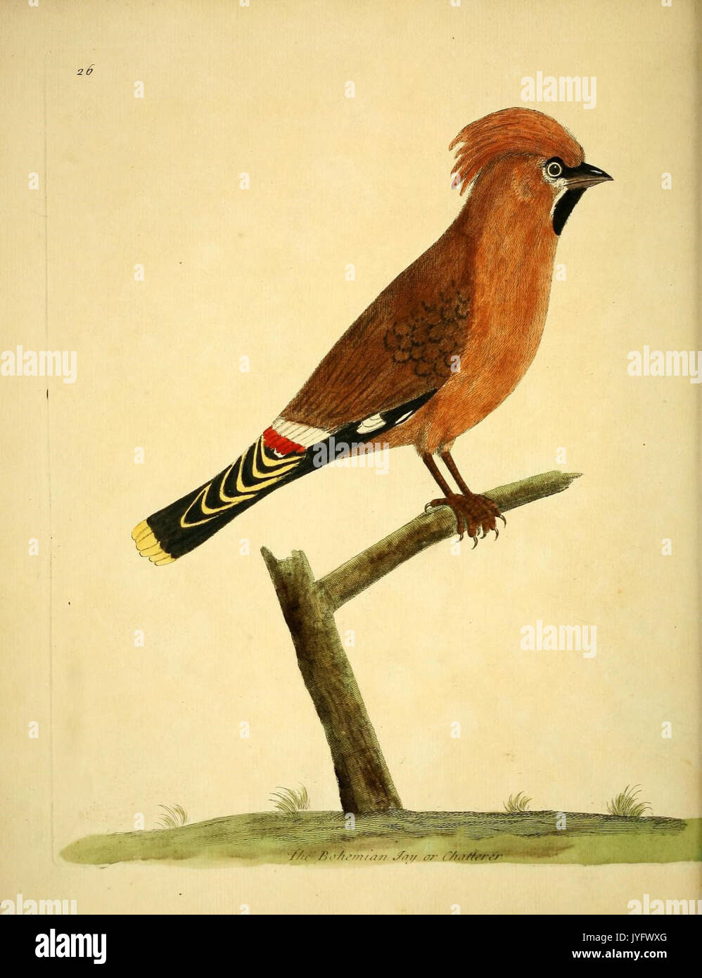 A natural history of birds (Numb. XXVI) (9315186230 Stock Photo - Alamy