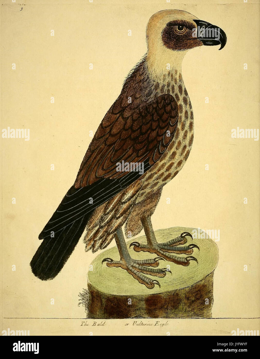 A natural history of birds (Numb. III) (9312378907 Stock Photo - Alamy